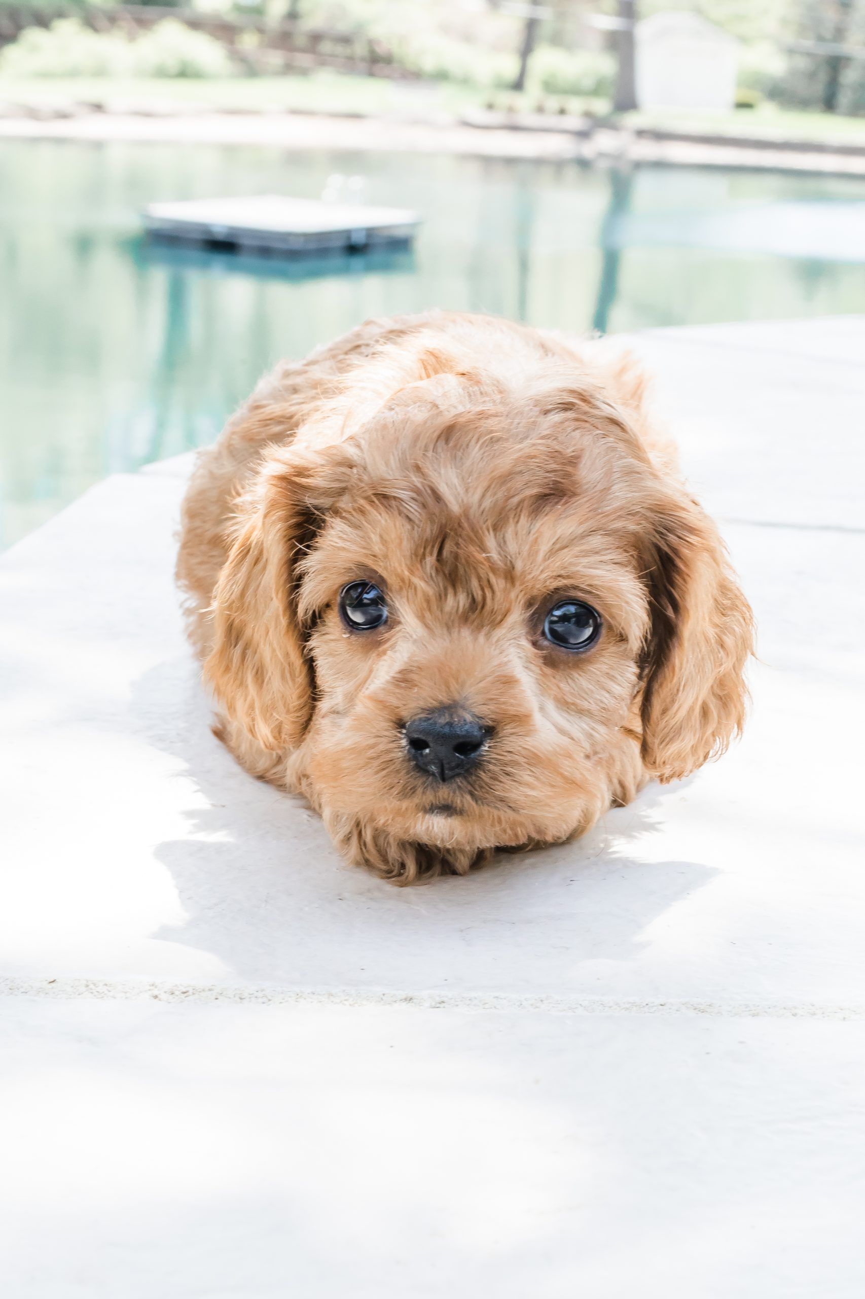 Cavapoo Wallpapers - Top Free Cavapoo Backgrounds - WallpaperAccess