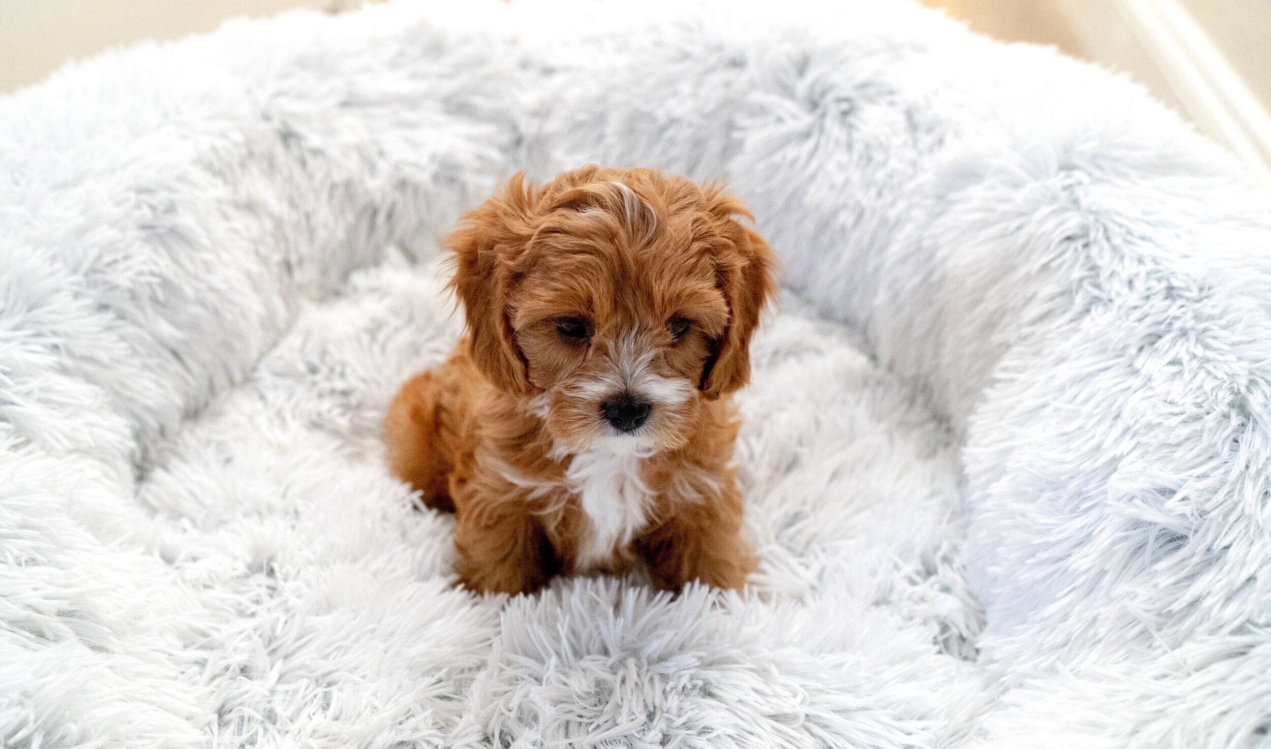 Cavapoo Wallpapers - Top Free Cavapoo Backgrounds - WallpaperAccess