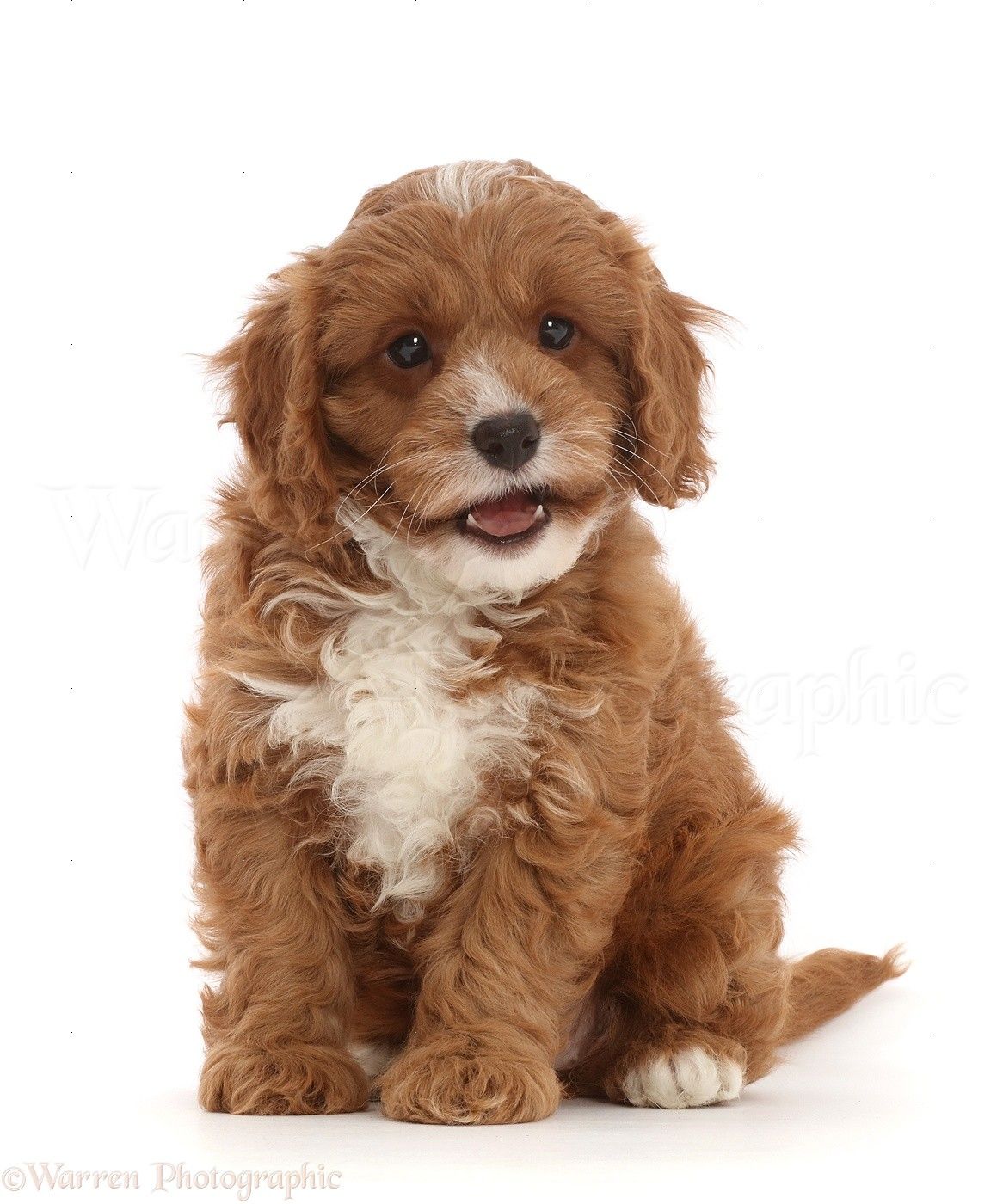 Cavapoo Wallpapers - Top Free Cavapoo Backgrounds - WallpaperAccess