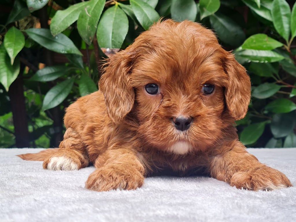 Cavapoo Wallpapers - Top Free Cavapoo Backgrounds - WallpaperAccess