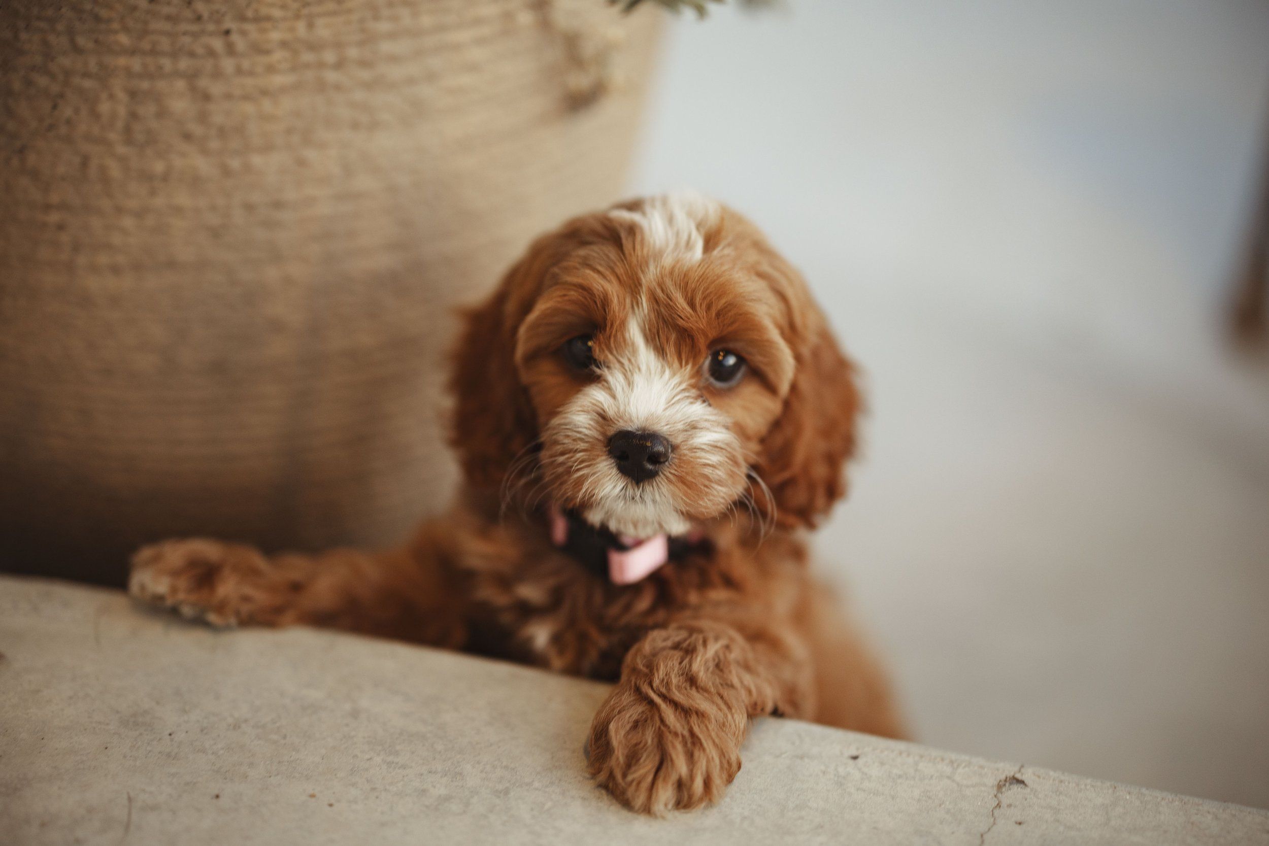 Cavapoo Wallpapers - Top Free Cavapoo Backgrounds - WallpaperAccess