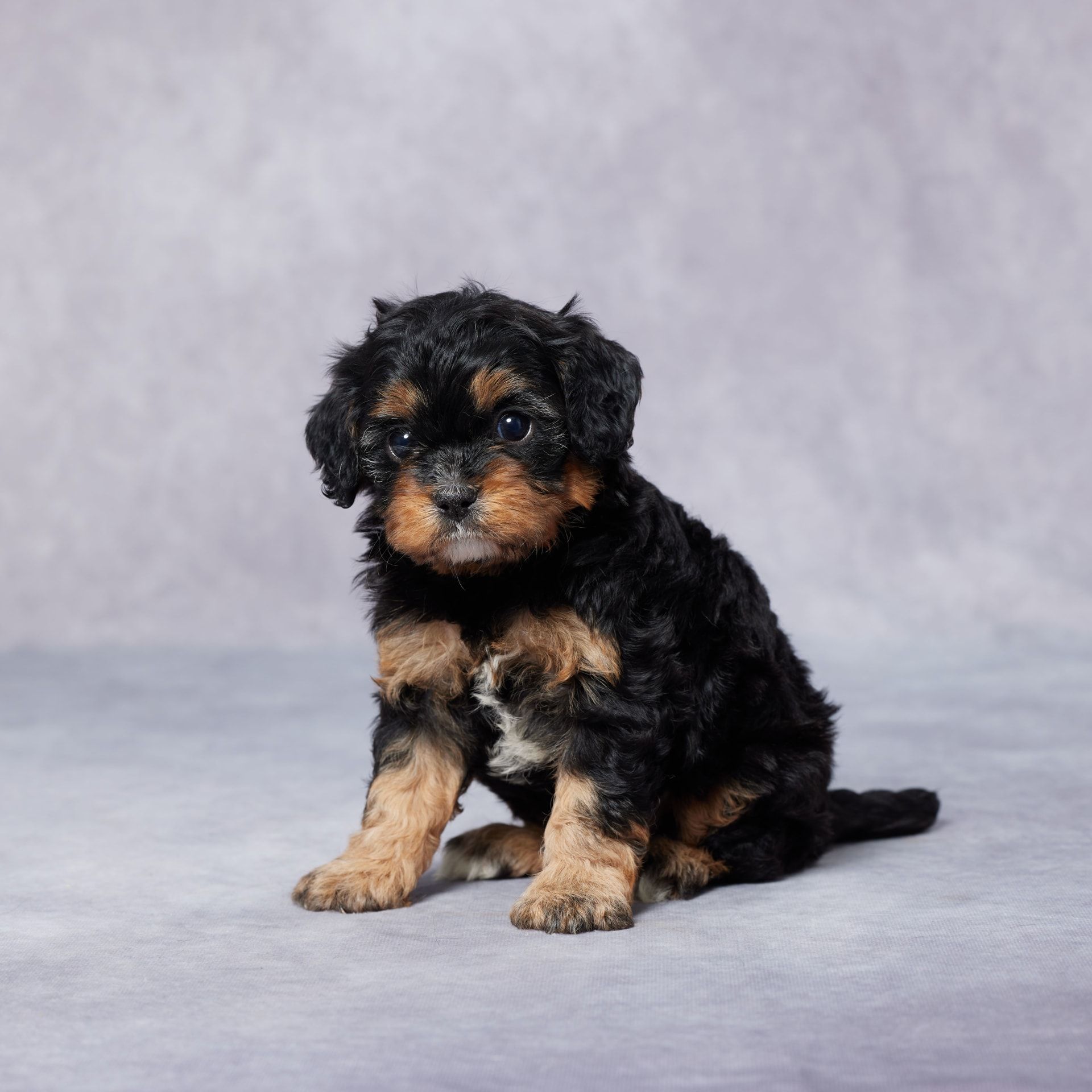 Cavapoo Wallpapers - Top Free Cavapoo Backgrounds - WallpaperAccess