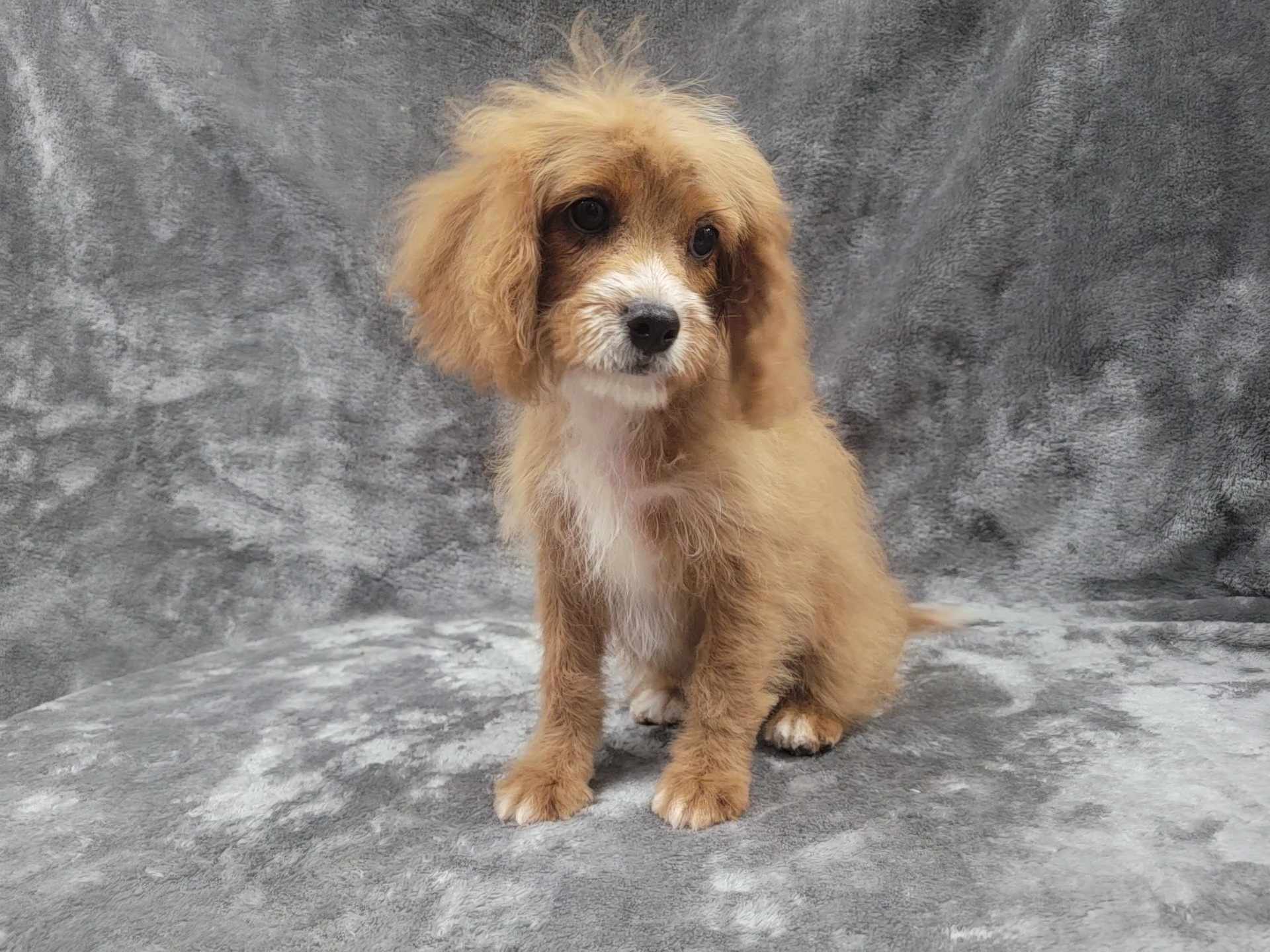 Cavapoo Wallpapers - Top Free Cavapoo Backgrounds - WallpaperAccess