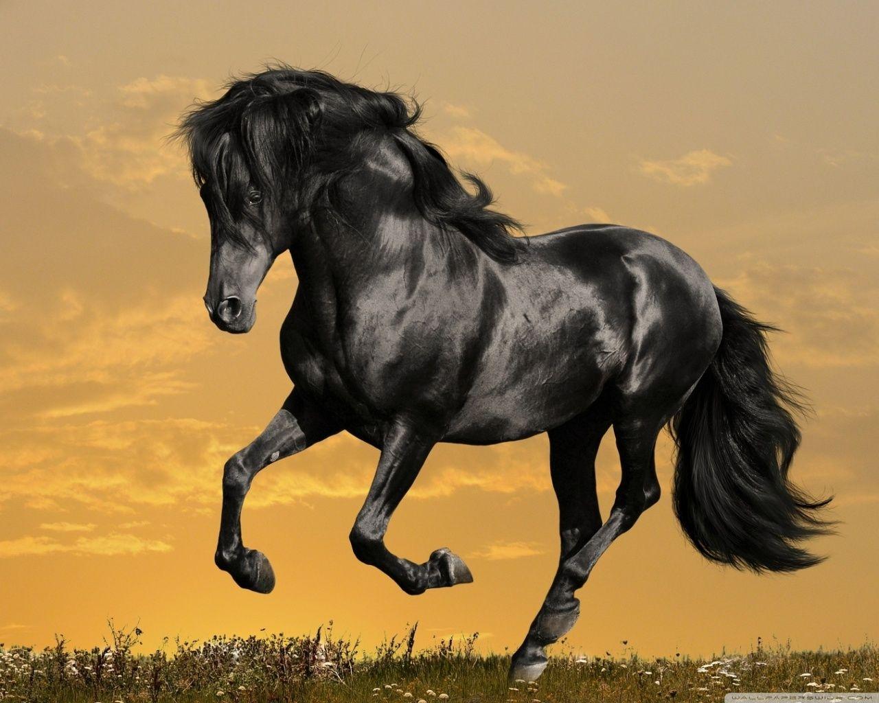 Mustang Horse Wallpapers - Top Free Mustang Horse Backgrounds ...