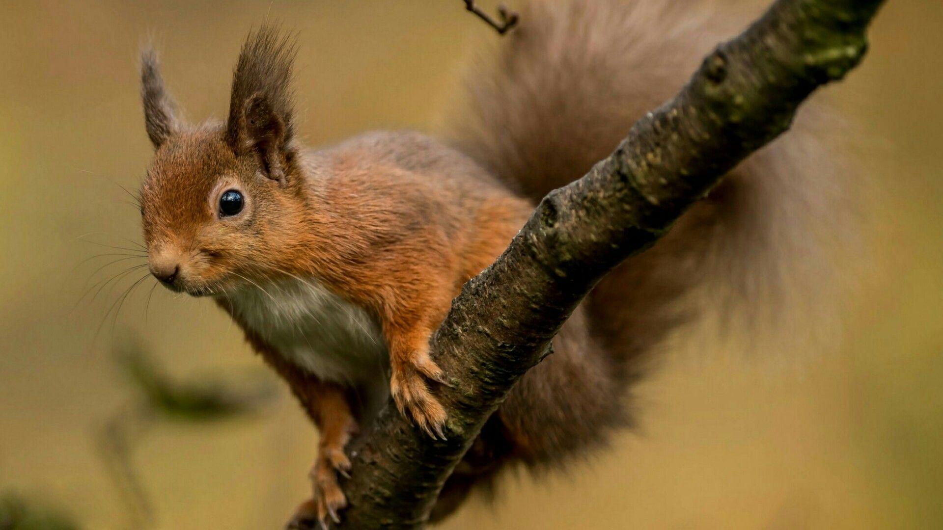 Foamy the Squirrel Desktop Wallpapers - Top Free Foamy the Squirrel ...