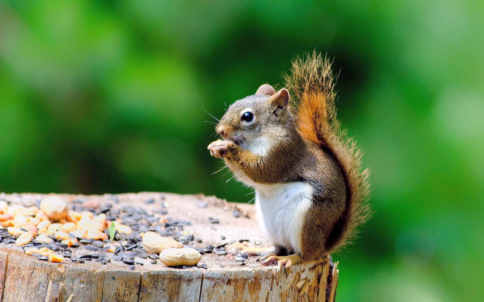 Foamy the Squirrel Desktop Wallpapers - Top Free Foamy the Squirrel ...
