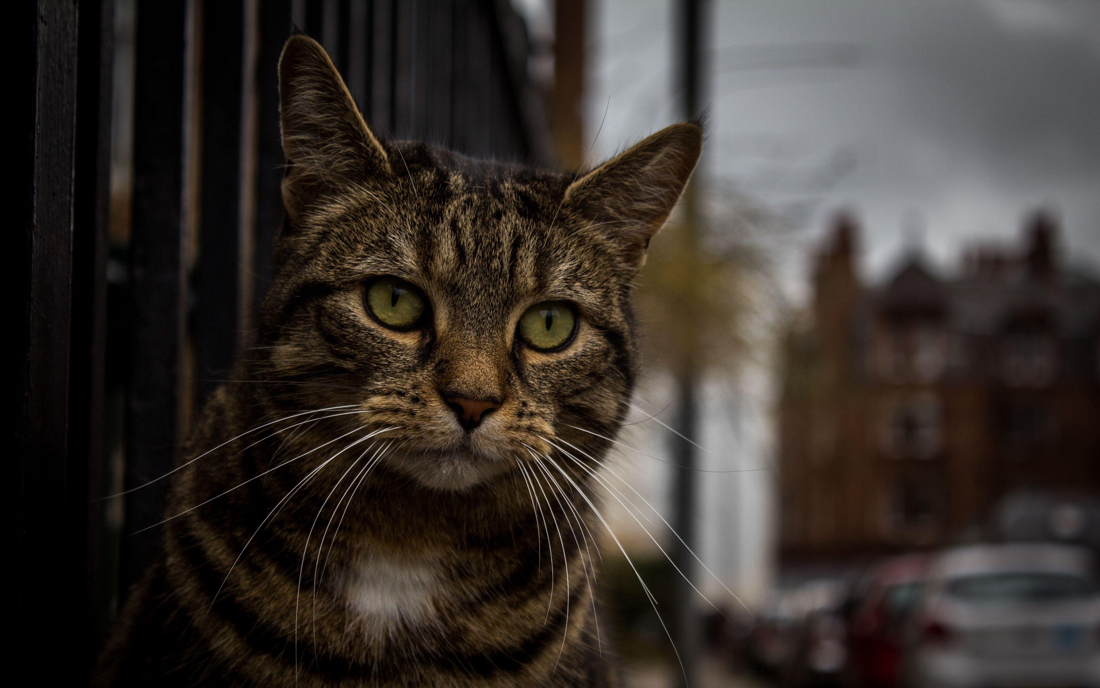 Sad 4K Wallpapers - Top Free Sad 4K Backgrounds - WallpaperAccess