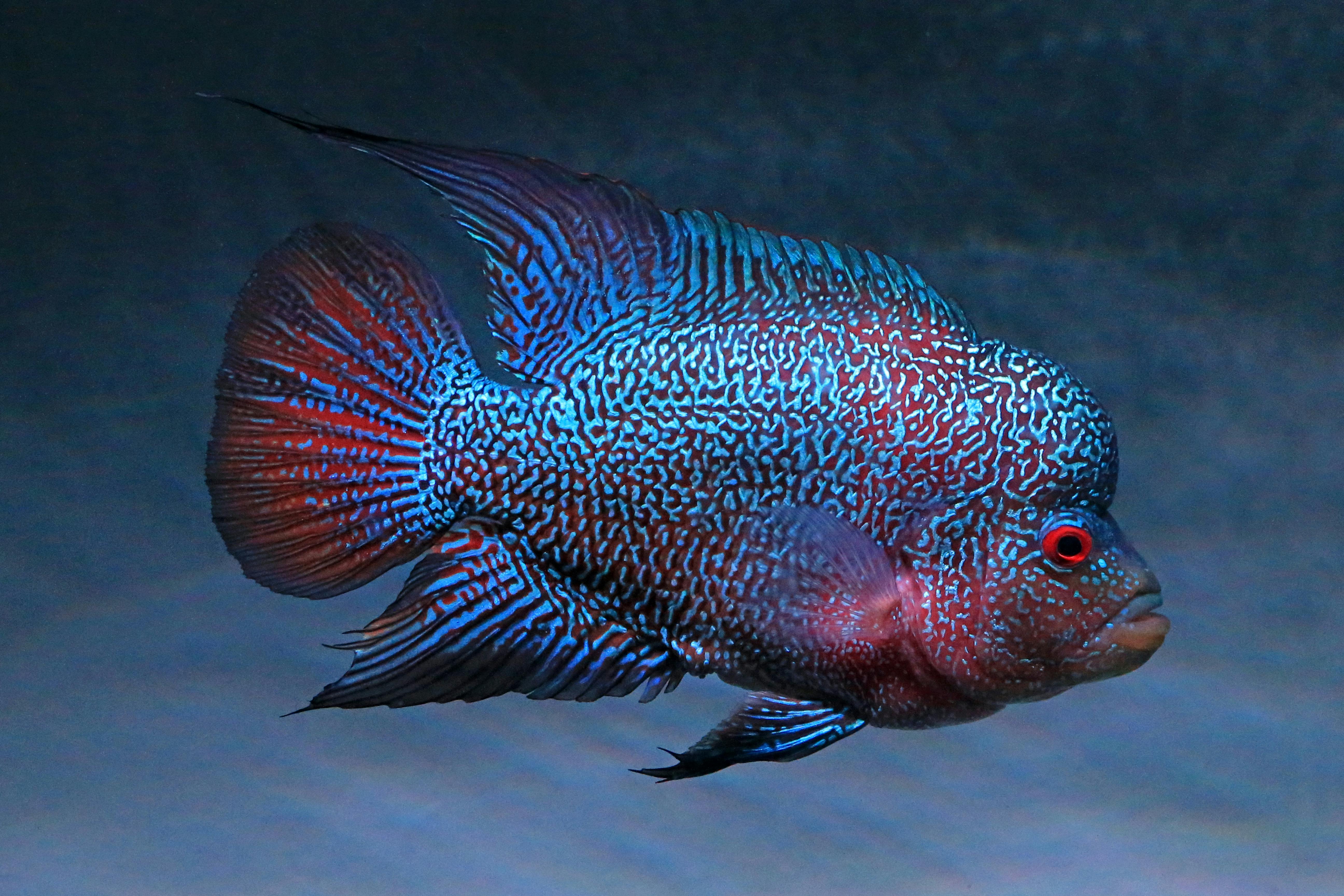 Cichlidae Wallpapers - Top Free Cichlidae Backgrounds - WallpaperAccess