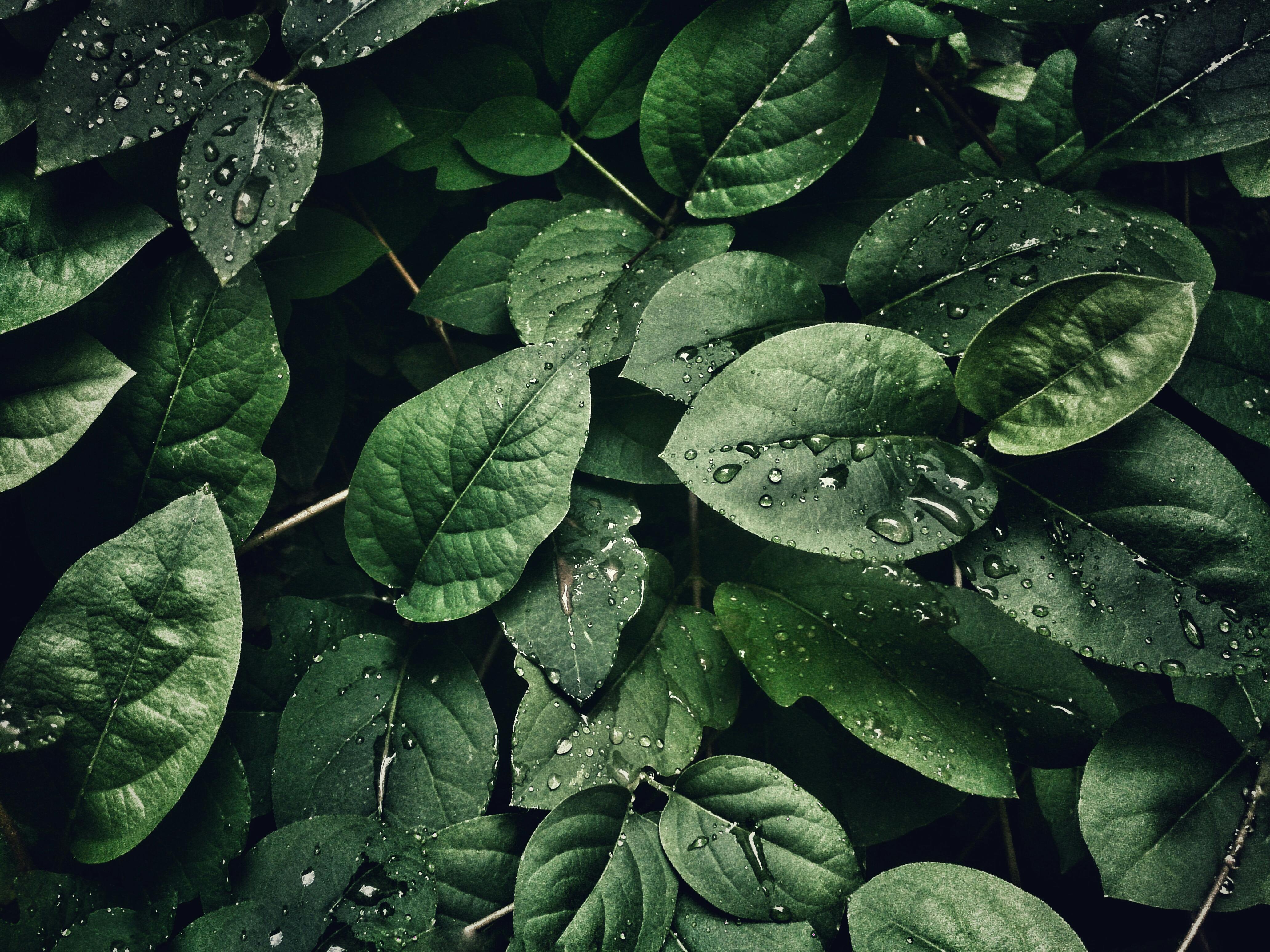 Plants 8K Wallpapers - Top Free Plants 8K Backgrounds - WallpaperAccess