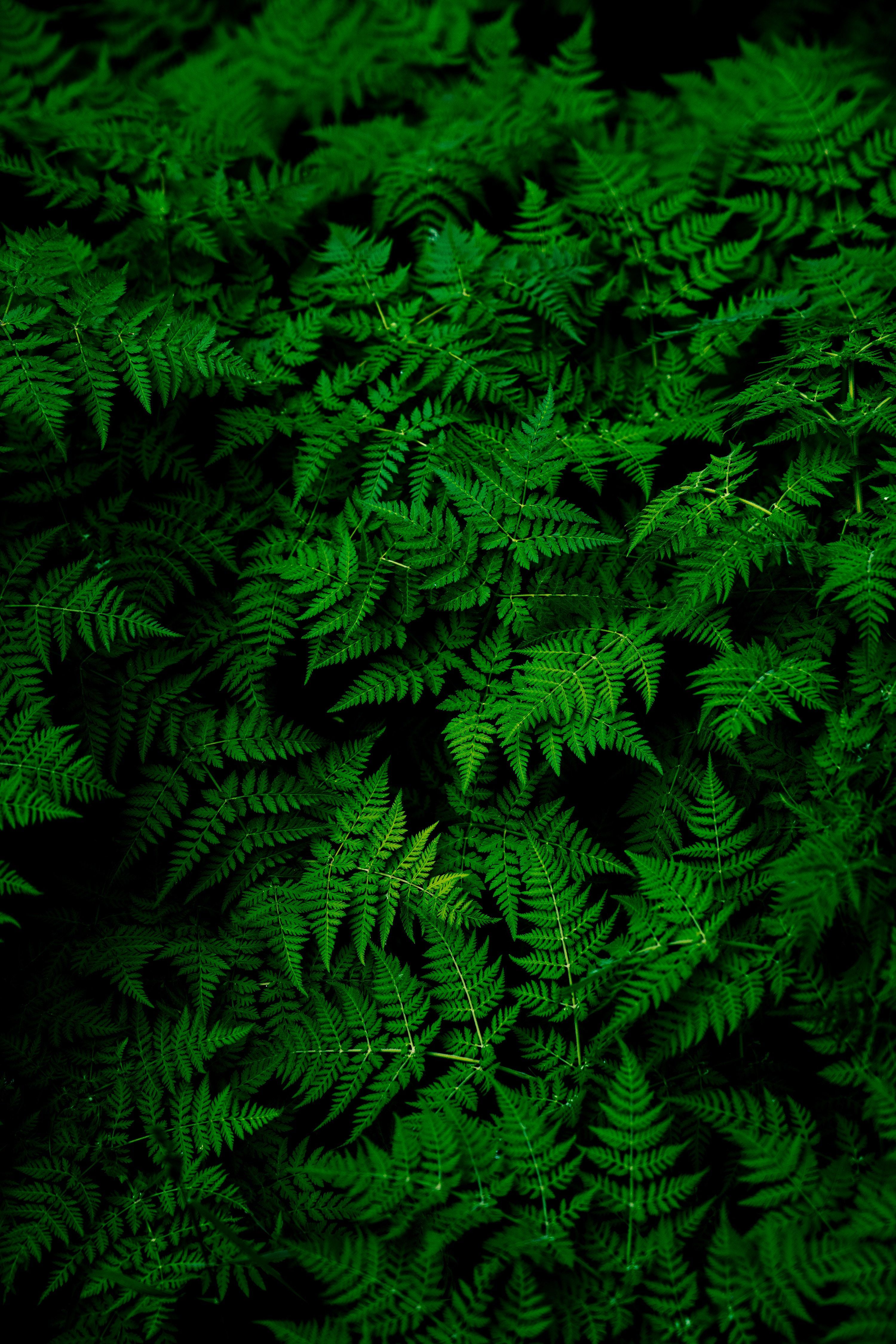 Full Green Wallpapers - Top Free Full Green Backgrounds - WallpaperAccess