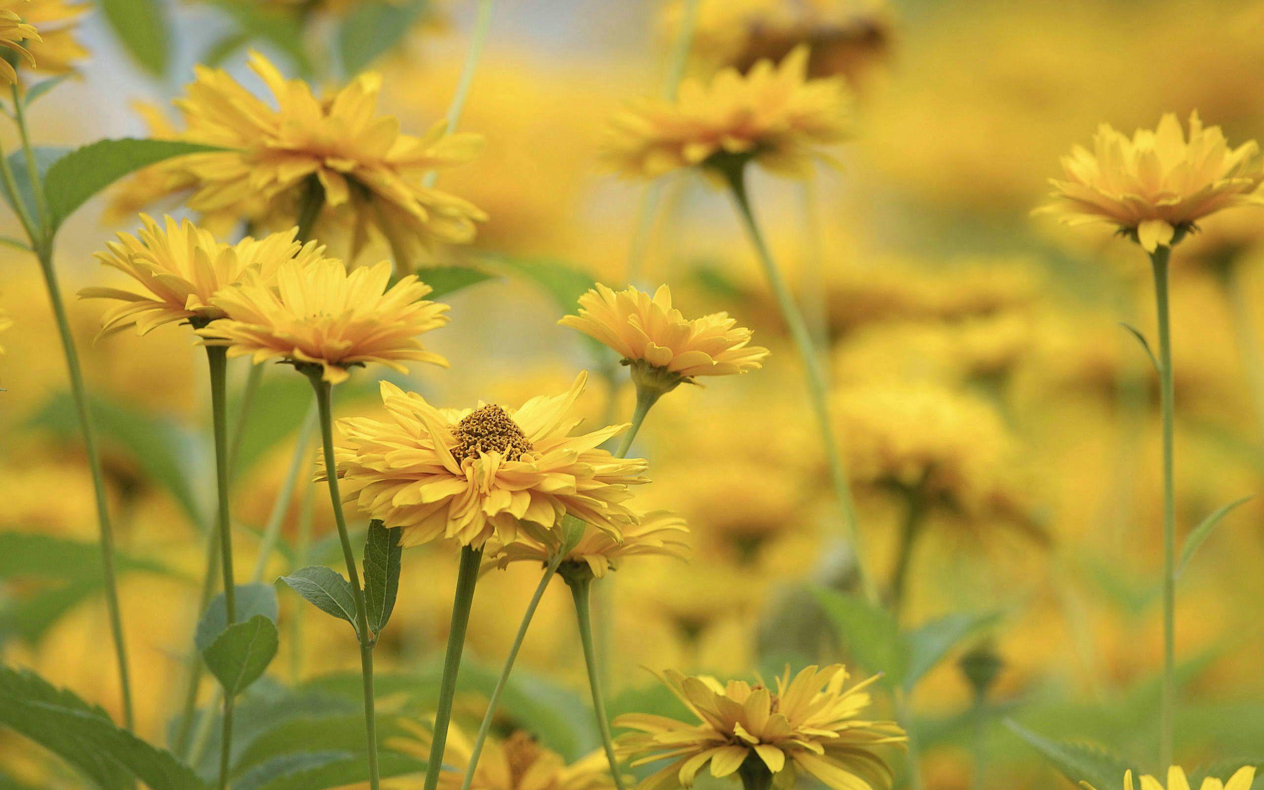 Beautiful Yellow Wallpapers - Top Free Beautiful Yellow Backgrounds ...