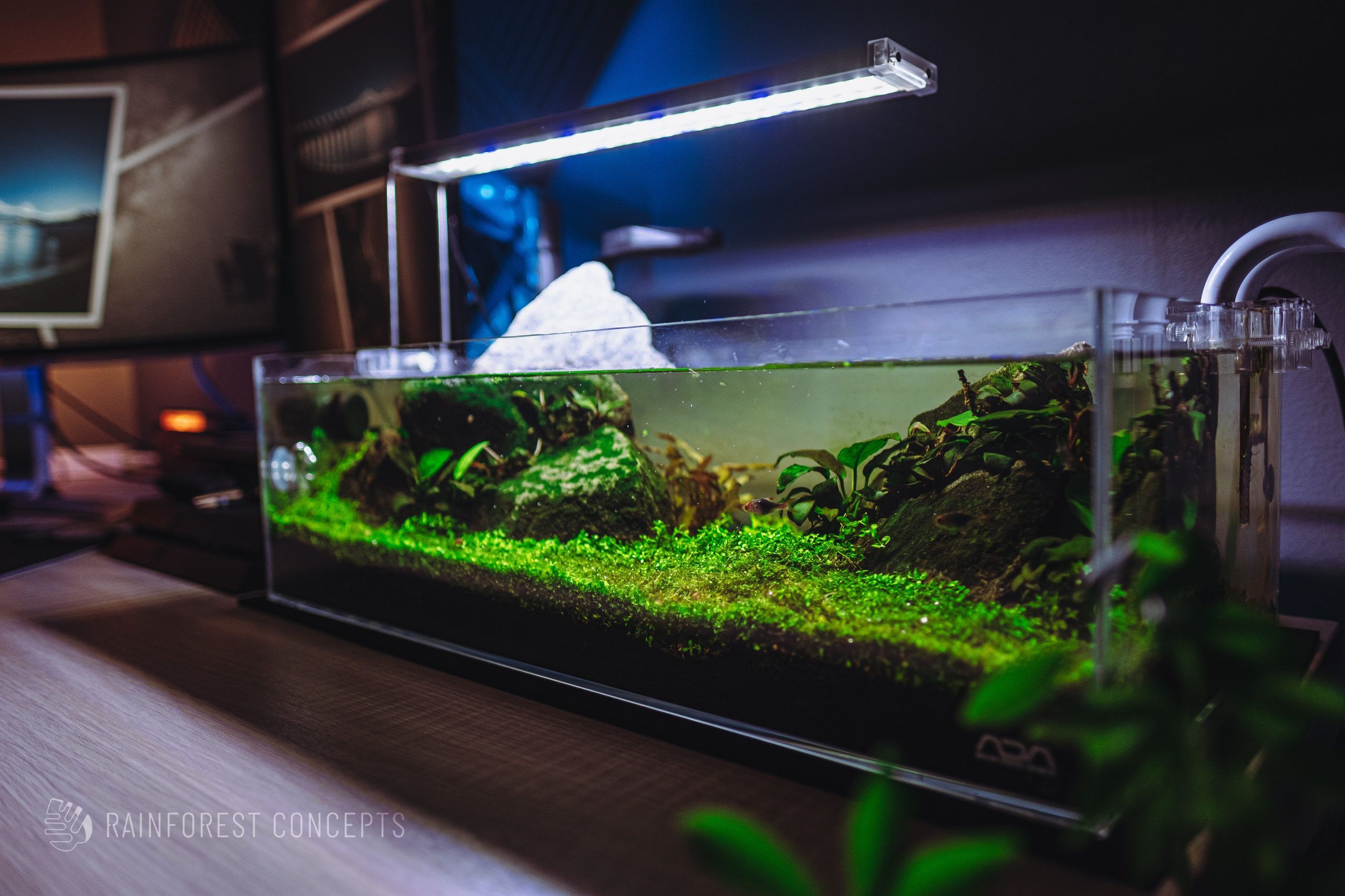 Plants Aquarium Wallpapers - Top Free Plants Aquarium Backgrounds ...