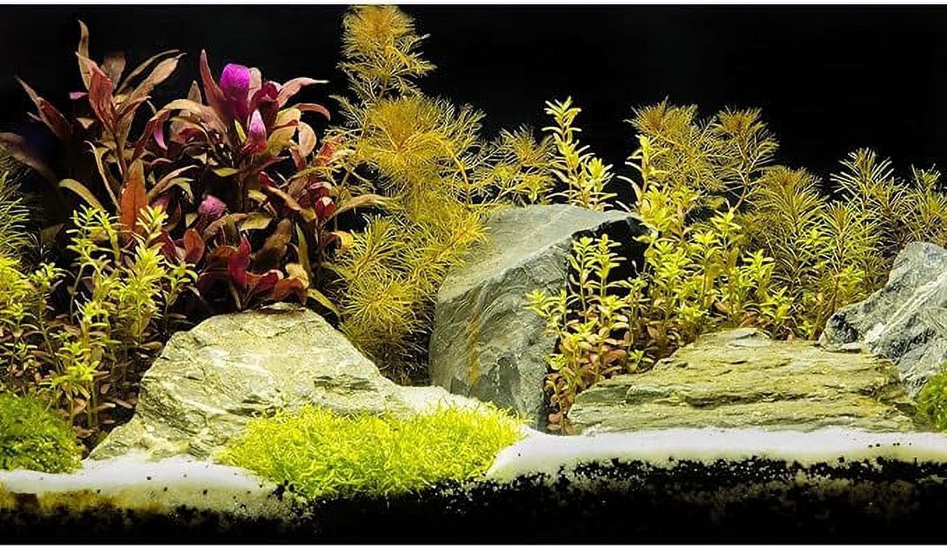 Plants Aquarium Wallpapers - Top Free Plants Aquarium Backgrounds ...