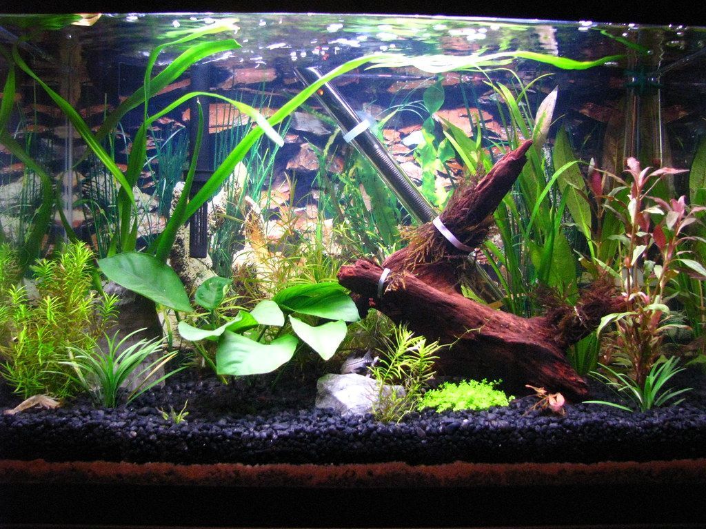 Plants Aquarium Wallpapers - Top Free Plants Aquarium Backgrounds ...