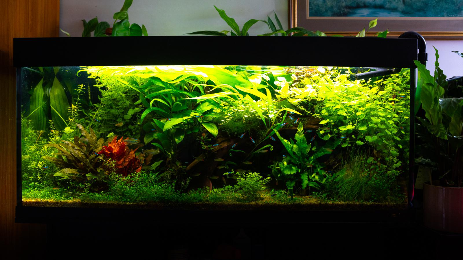 Plants Aquarium Wallpapers - Top Free Plants Aquarium Backgrounds ...