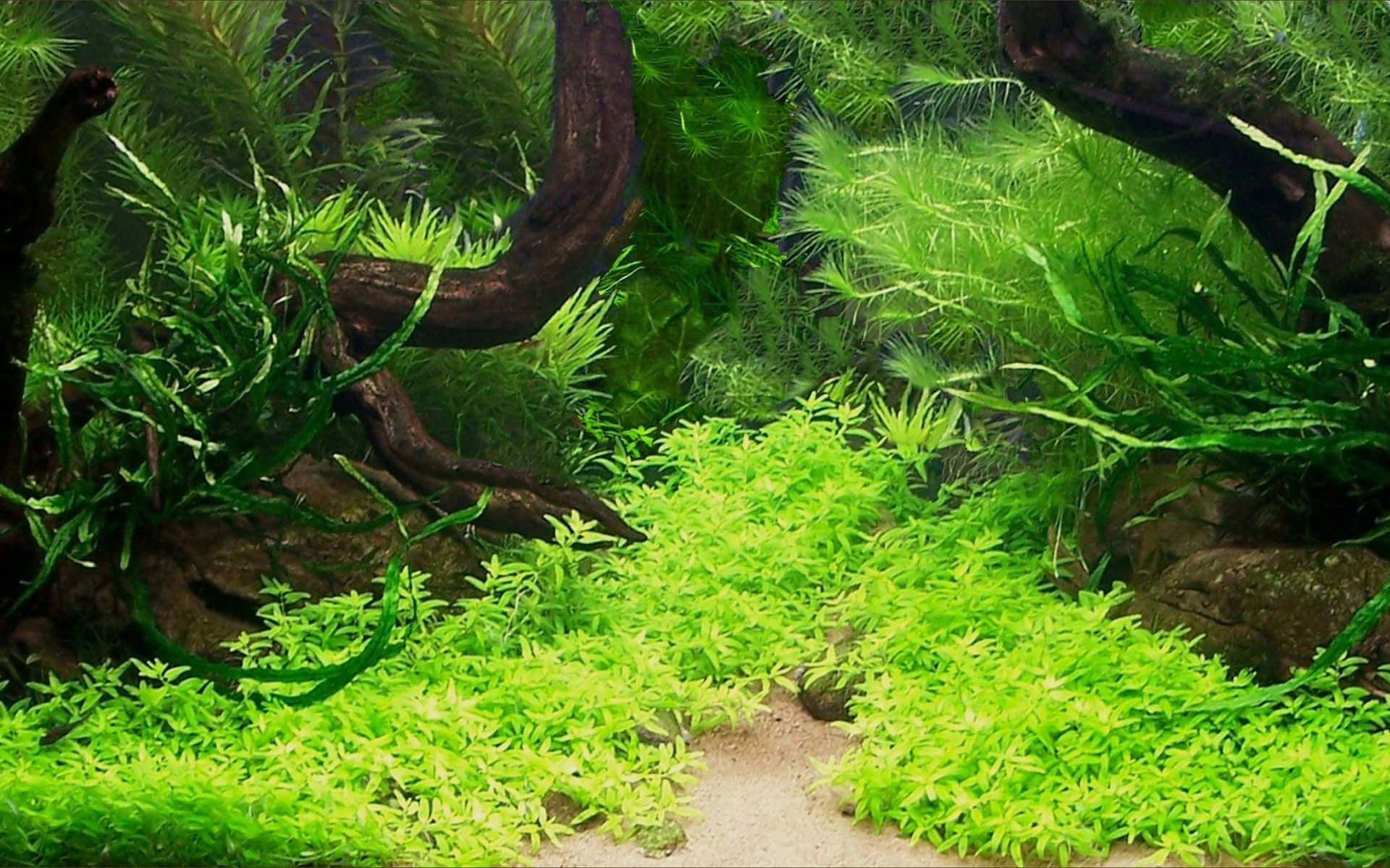Plants Aquarium Wallpapers - Top Free Plants Aquarium Backgrounds ...