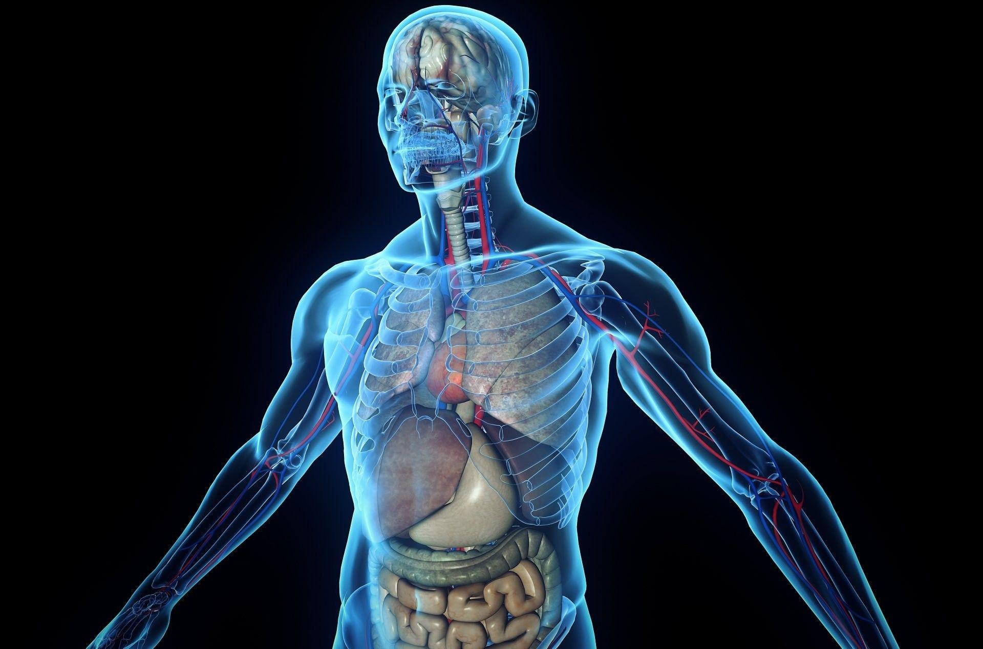 Human Body HD Wallpapers Top Free Human Body HD Backgrounds