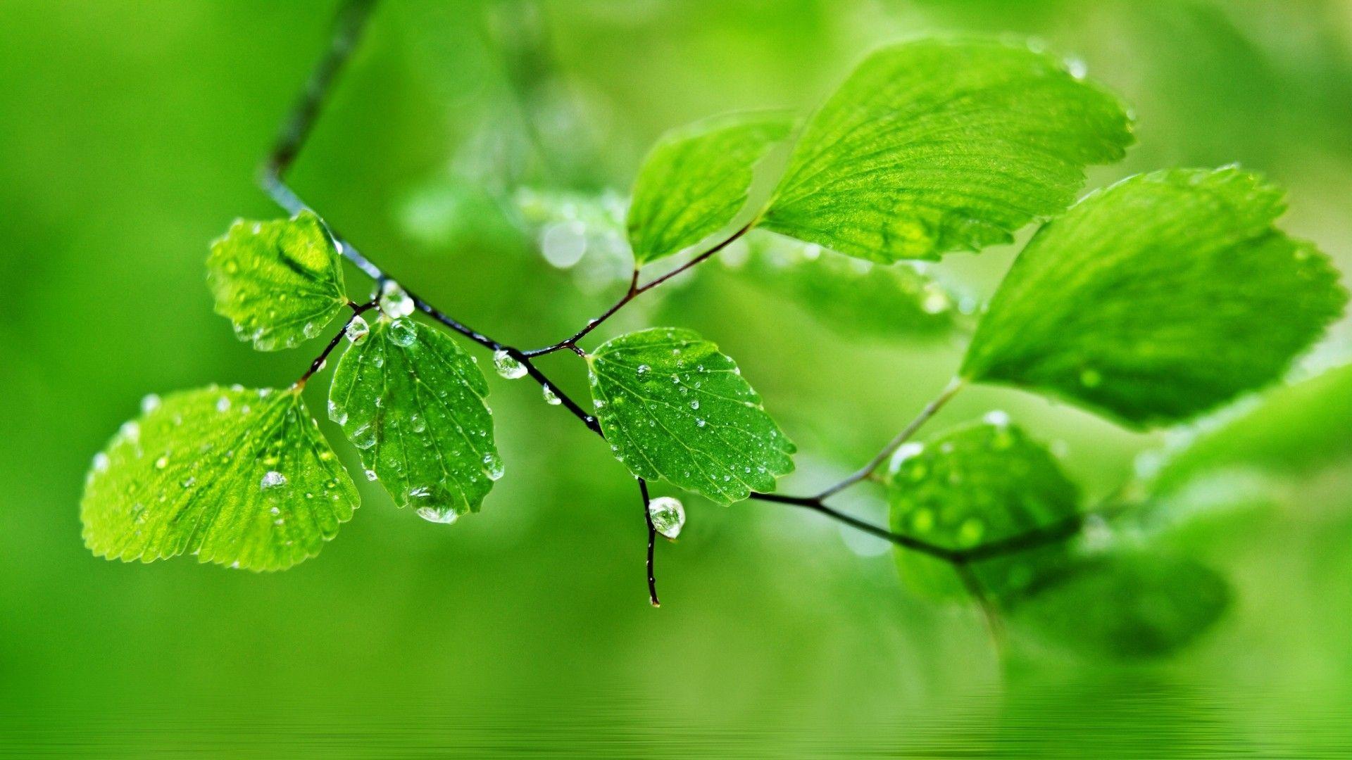 Green Laptop Wallpapers - Top Những Hình Ảnh Đẹp