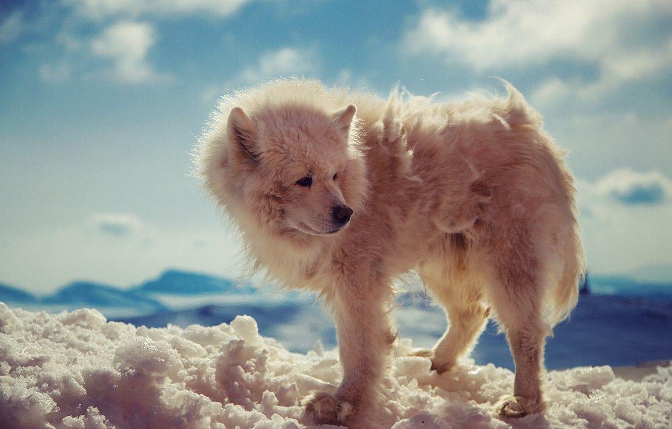 Arctic Dogs Wallpapers - Top Free Arctic Dogs Backgrounds - WallpaperAccess