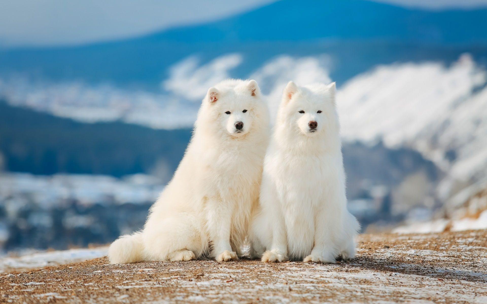 Arctic Dogs Wallpapers - Top Free Arctic Dogs Backgrounds - WallpaperAccess
