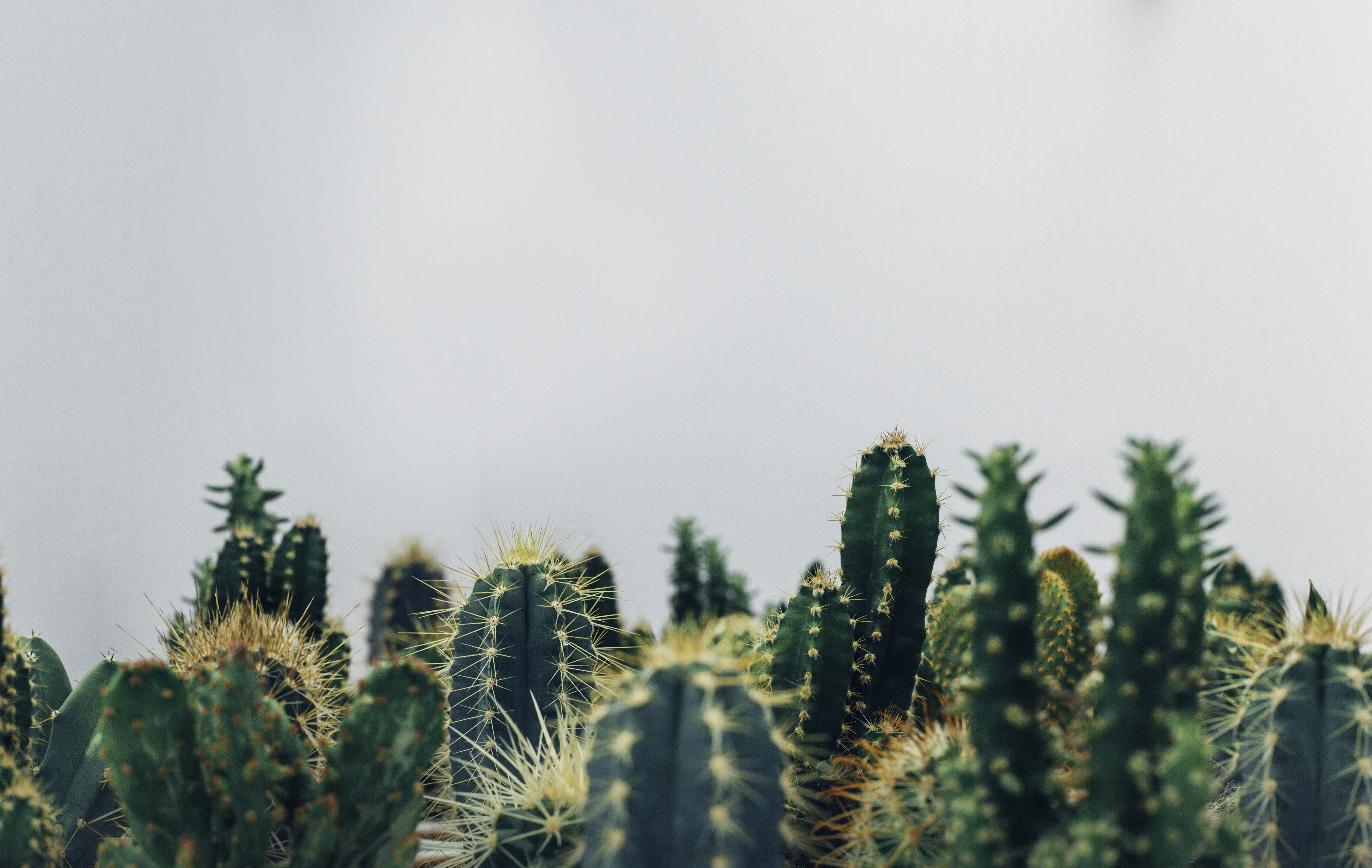 Cactus Jack PC Wallpapers - Top Free Cactus Jack PC Backgrounds ...