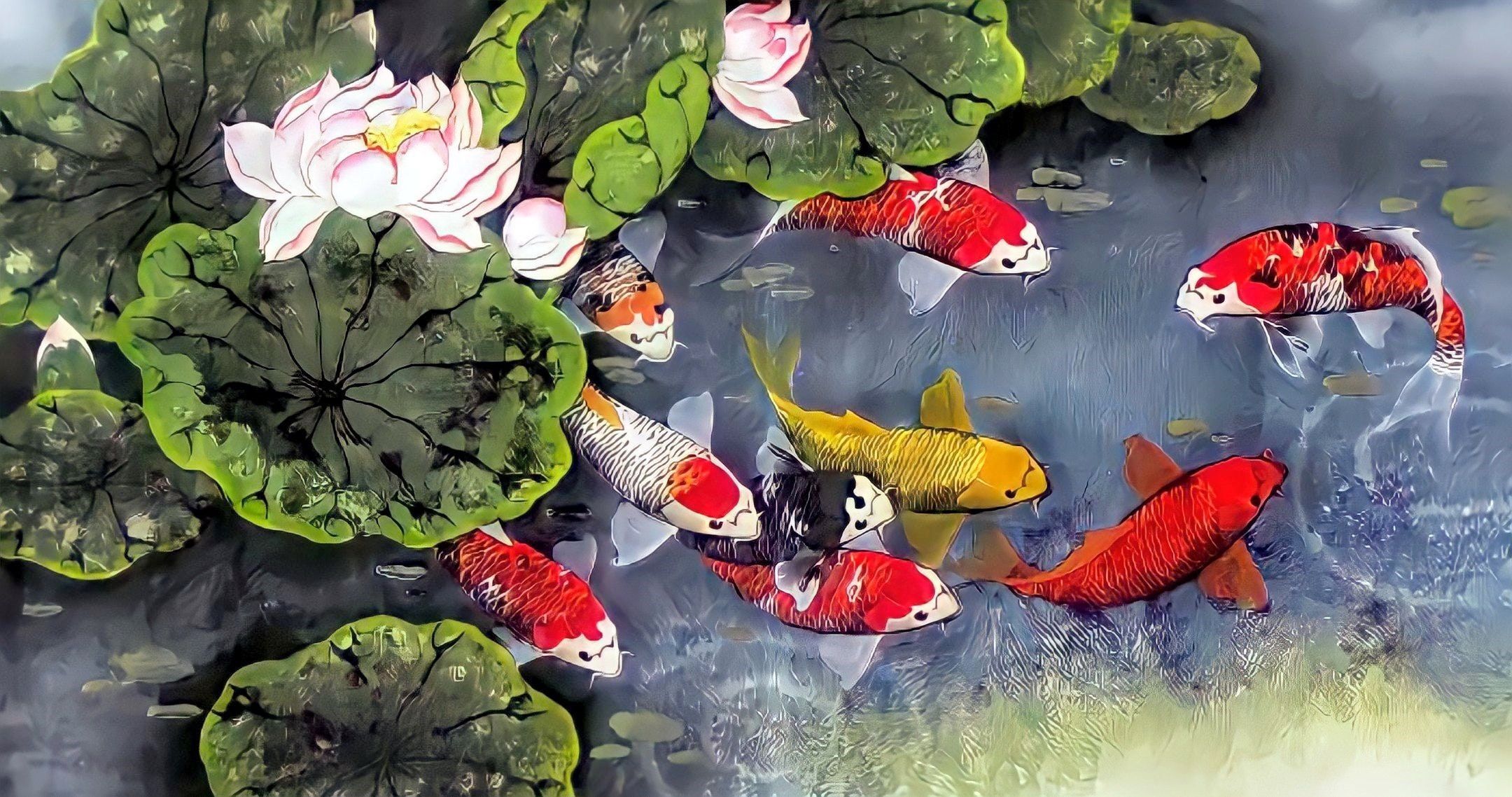 9 Koi Wallpapers - Top Free 9 Koi Backgrounds - WallpaperAccess