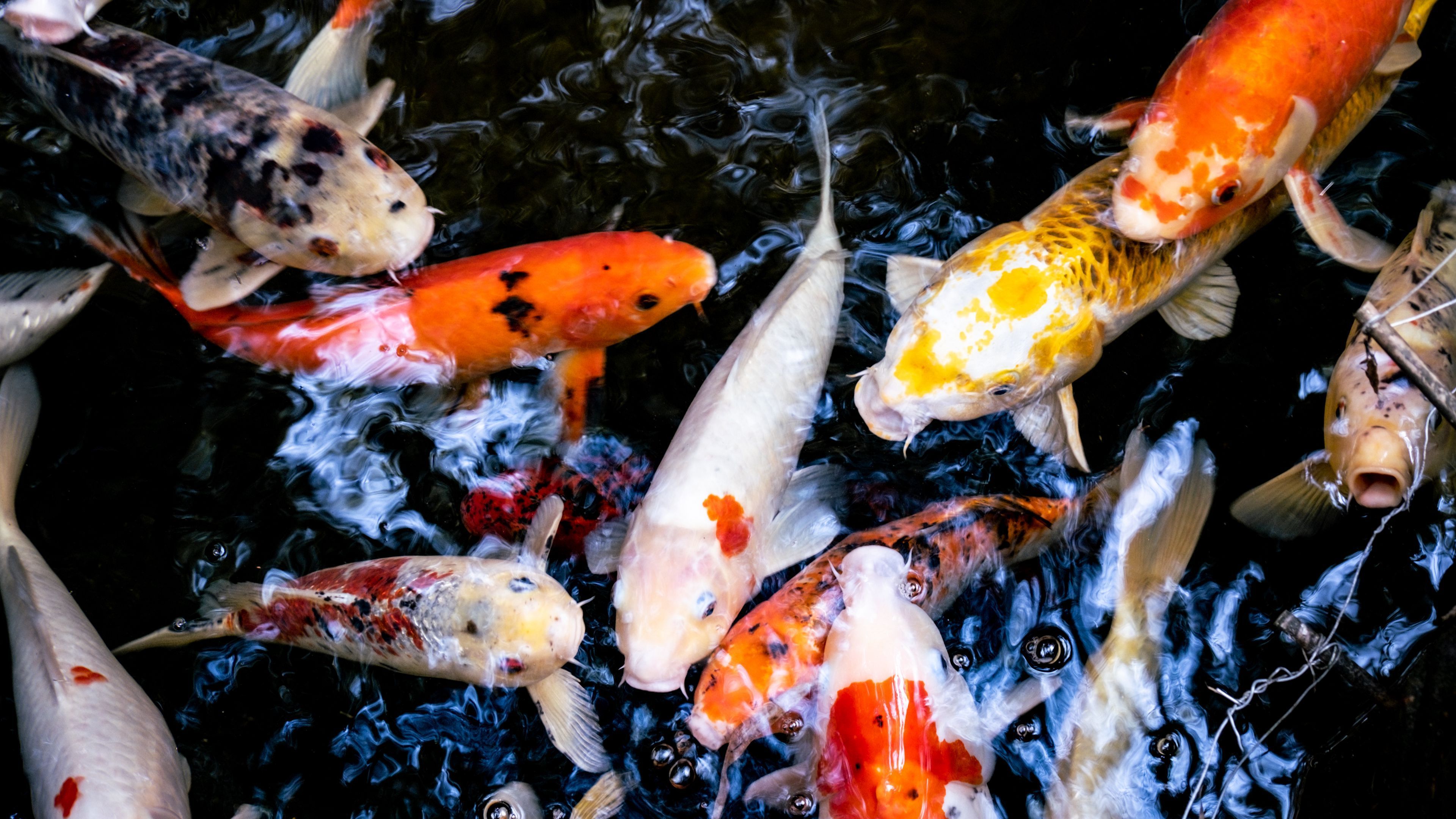 9 Koi Wallpapers - Top Free 9 Koi Backgrounds - WallpaperAccess