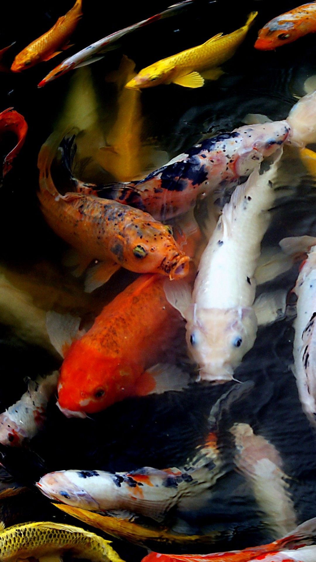 9 Koi Wallpapers - Top Free 9 Koi Backgrounds - WallpaperAccess