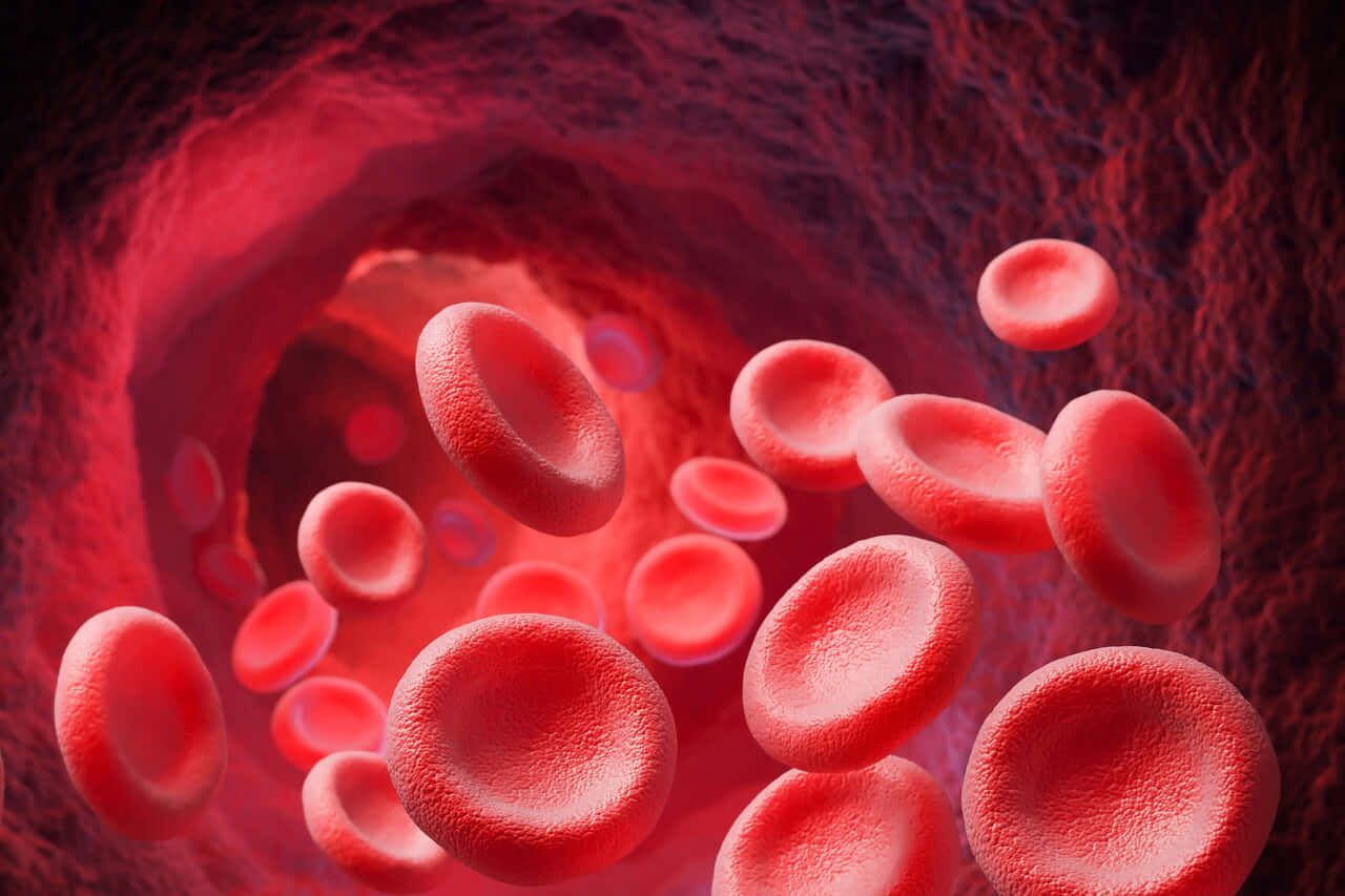 Blood Vessels Wallpapers - Top Free Blood Vessels Backgrounds ...