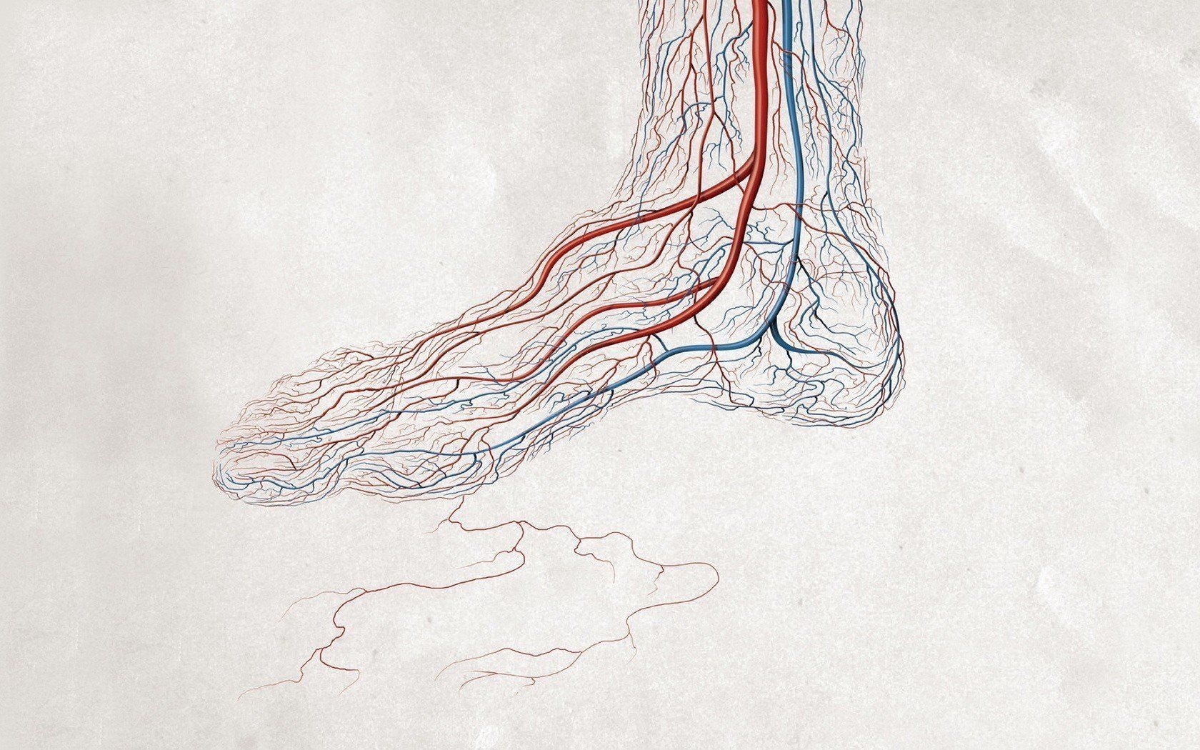 Blood Vessels Wallpapers - Top Free Blood Vessels Backgrounds ...