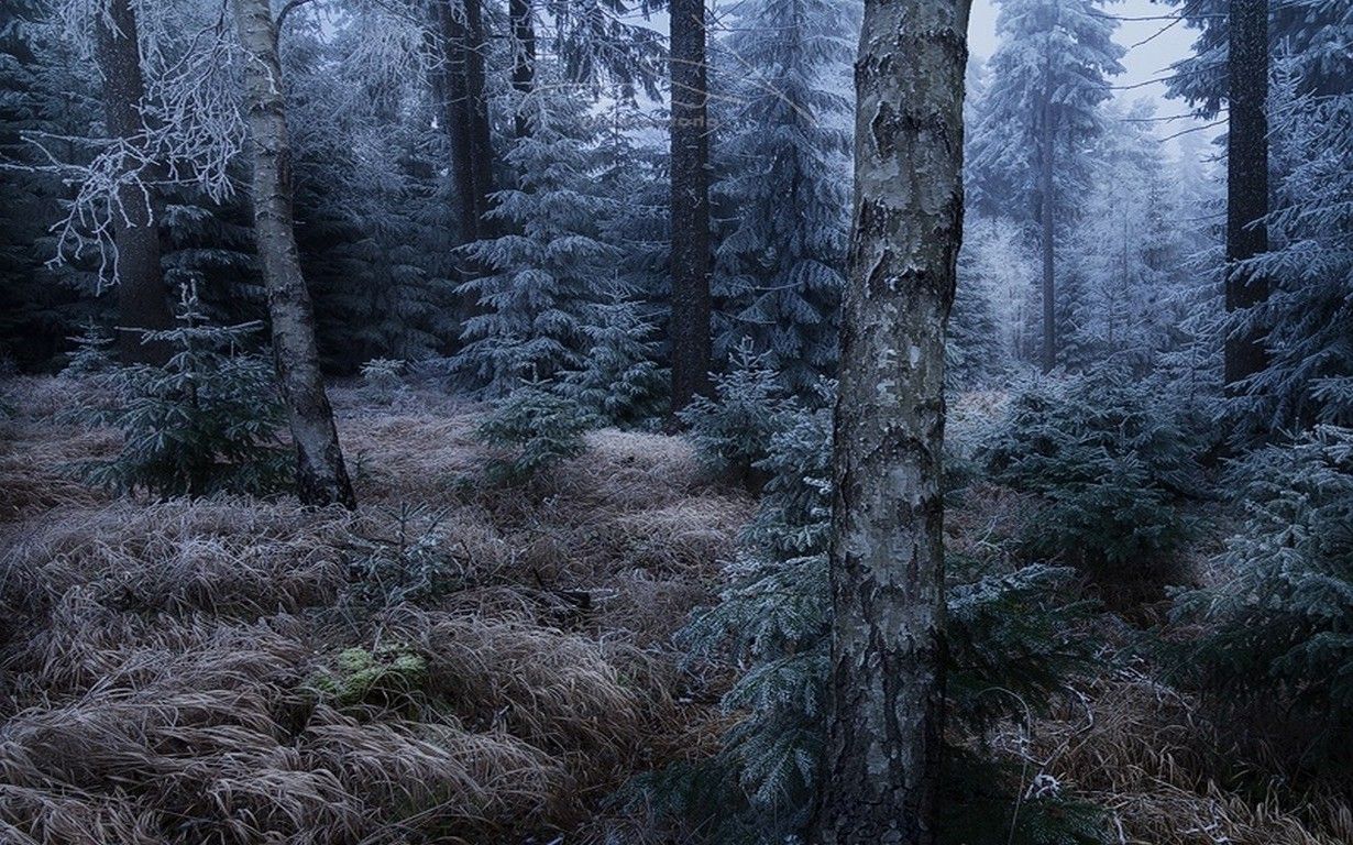 Cold Forest Wallpapers - Top Free Cold Forest Backgrounds - WallpaperAccess
