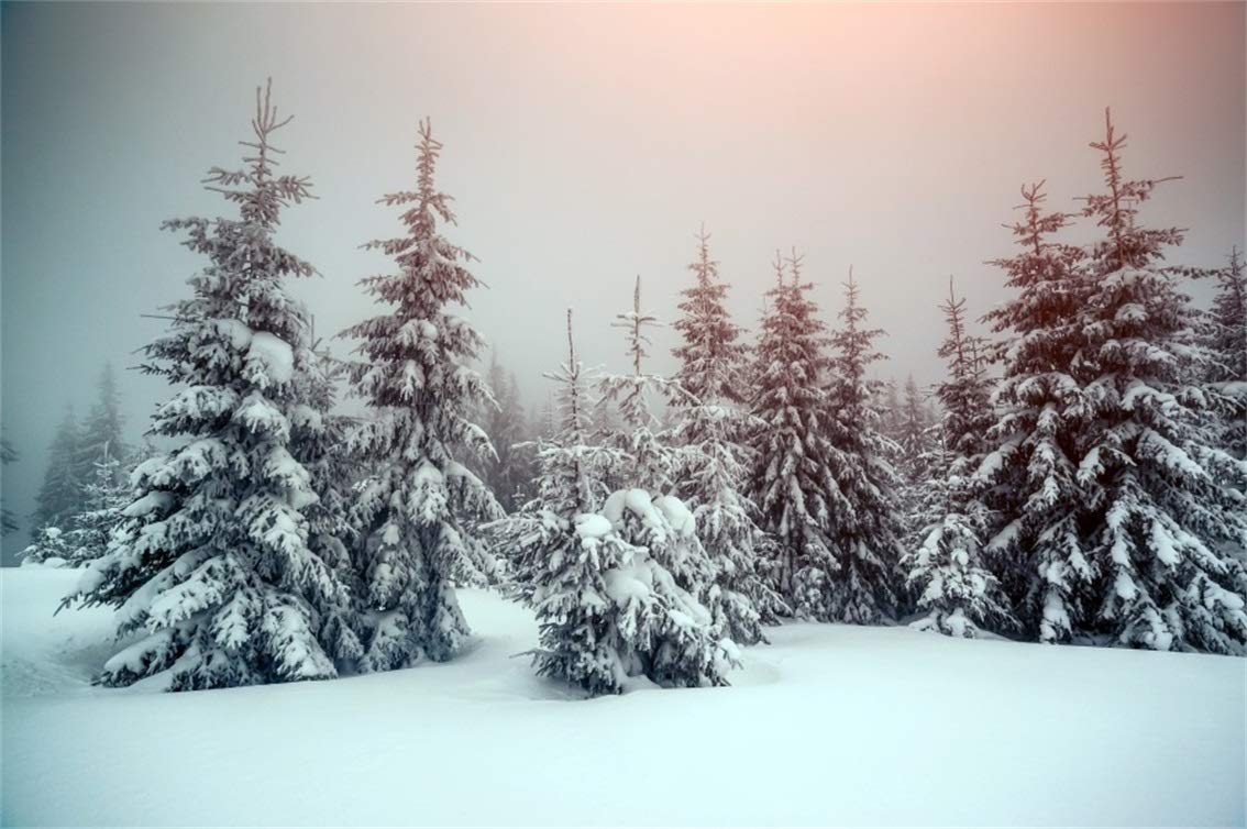 Cold Forest Wallpapers - Top Free Cold Forest Backgrounds - WallpaperAccess