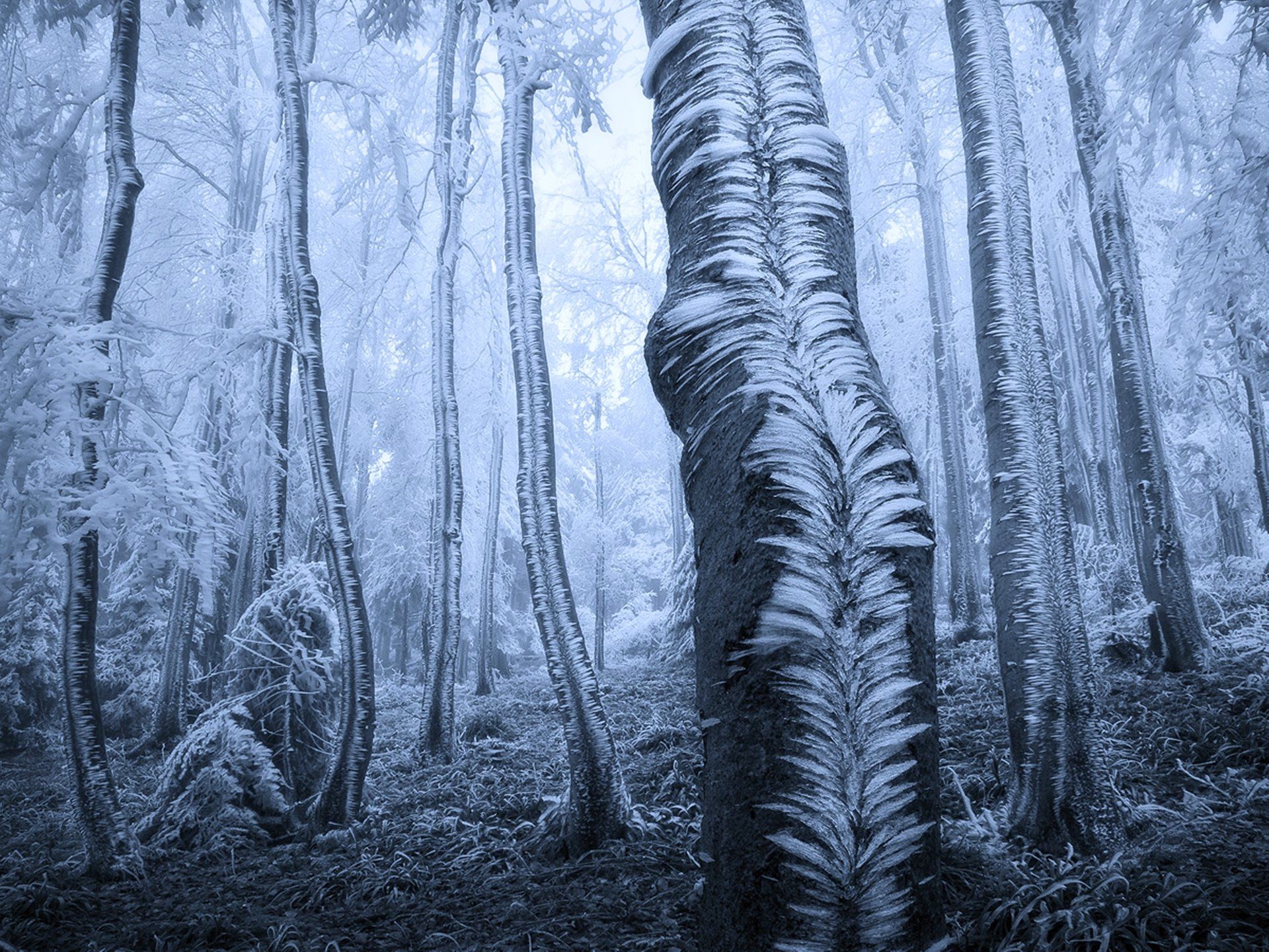 Cold Forest Wallpapers - Top Free Cold Forest Backgrounds - WallpaperAccess