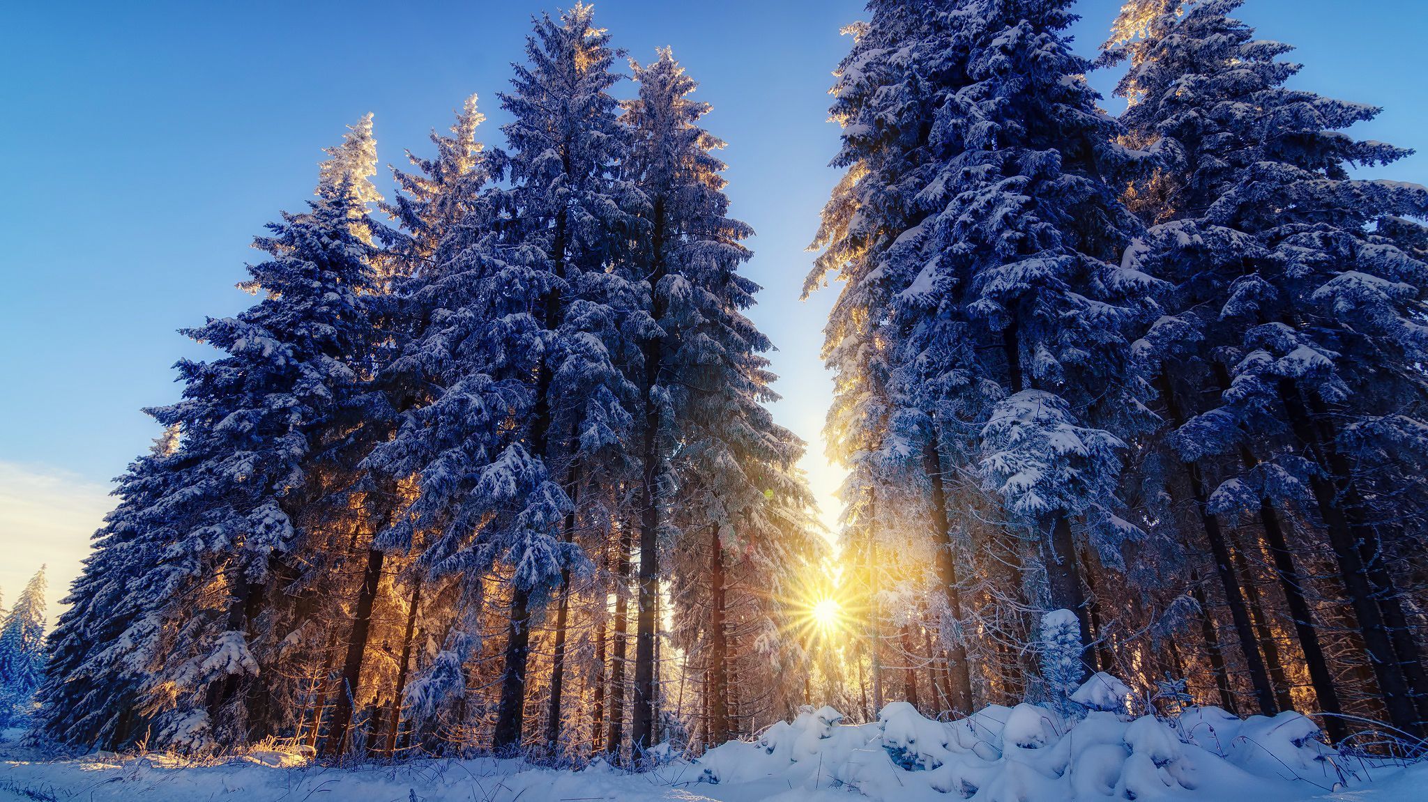 Cold Forest Wallpapers - Top Free Cold Forest Backgrounds - WallpaperAccess