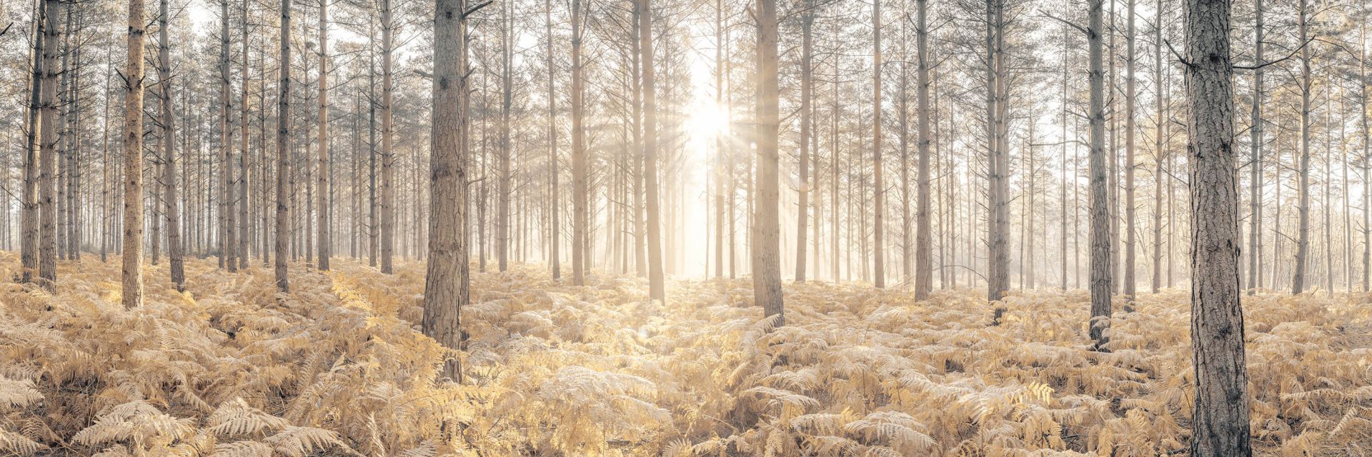 Cold Forest Wallpapers - Top Free Cold Forest Backgrounds - WallpaperAccess