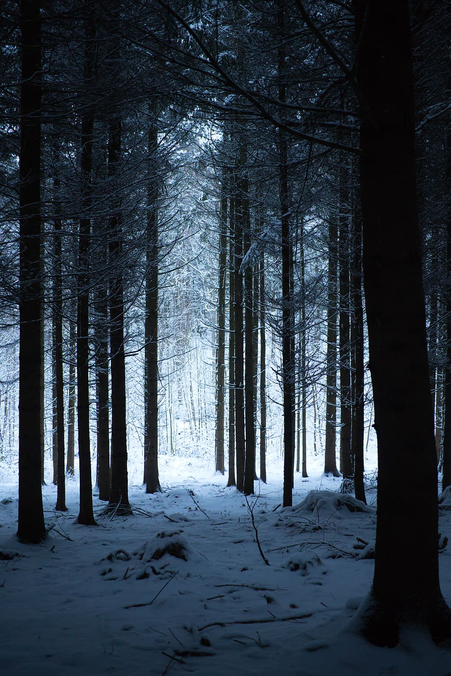 Cold Forest Wallpapers - Top Free Cold Forest Backgrounds - WallpaperAccess