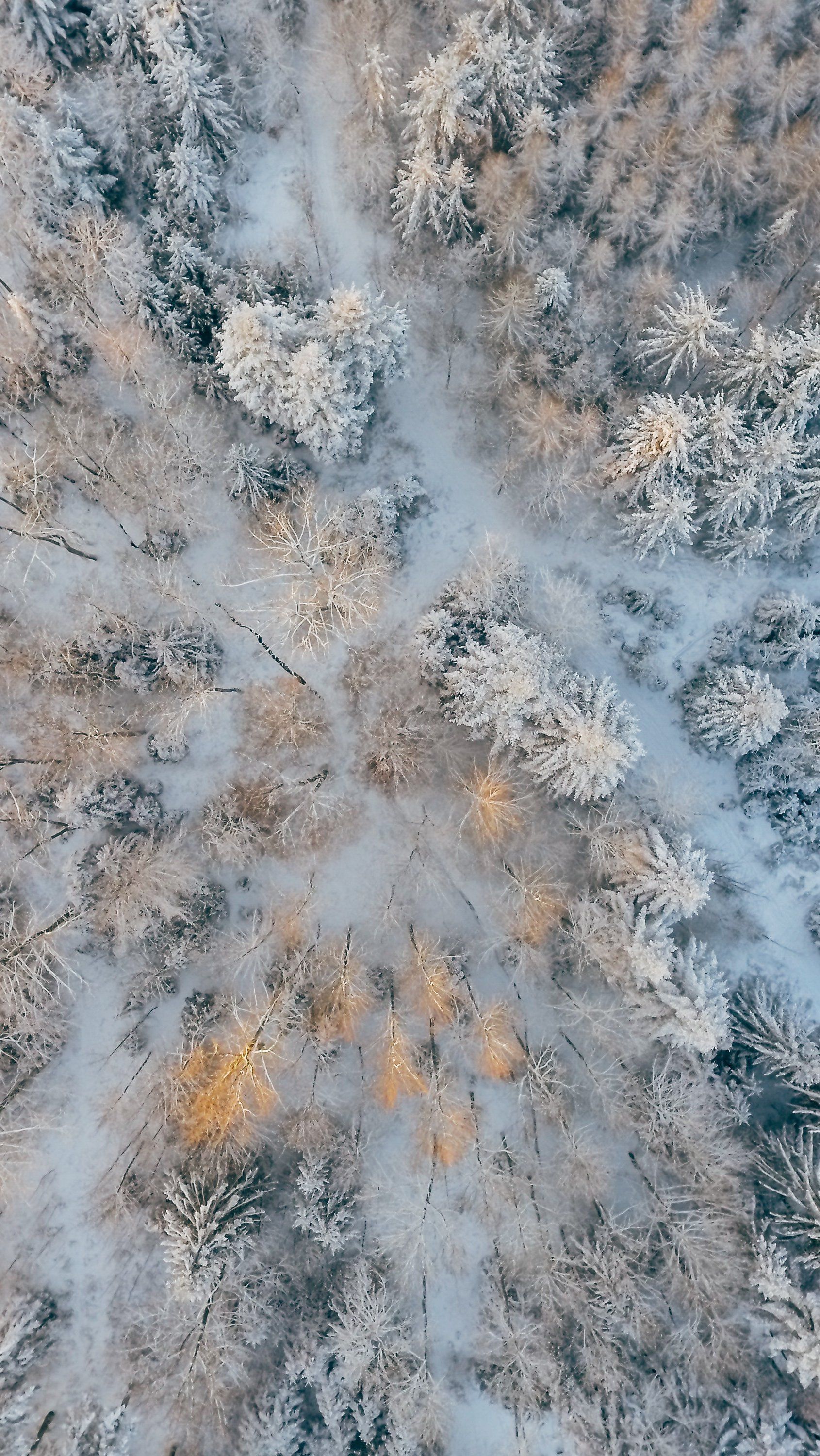 Cold Forest Wallpapers - Top Free Cold Forest Backgrounds - WallpaperAccess