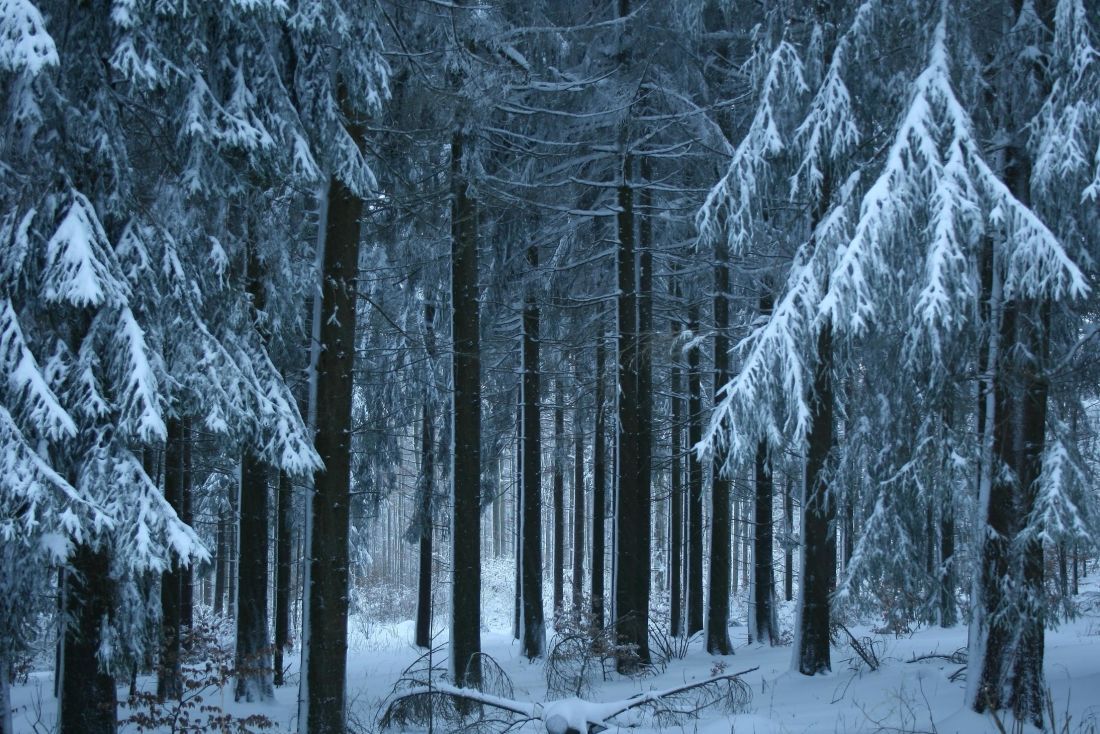 Cold Forest Wallpapers - Top Free Cold Forest Backgrounds - WallpaperAccess