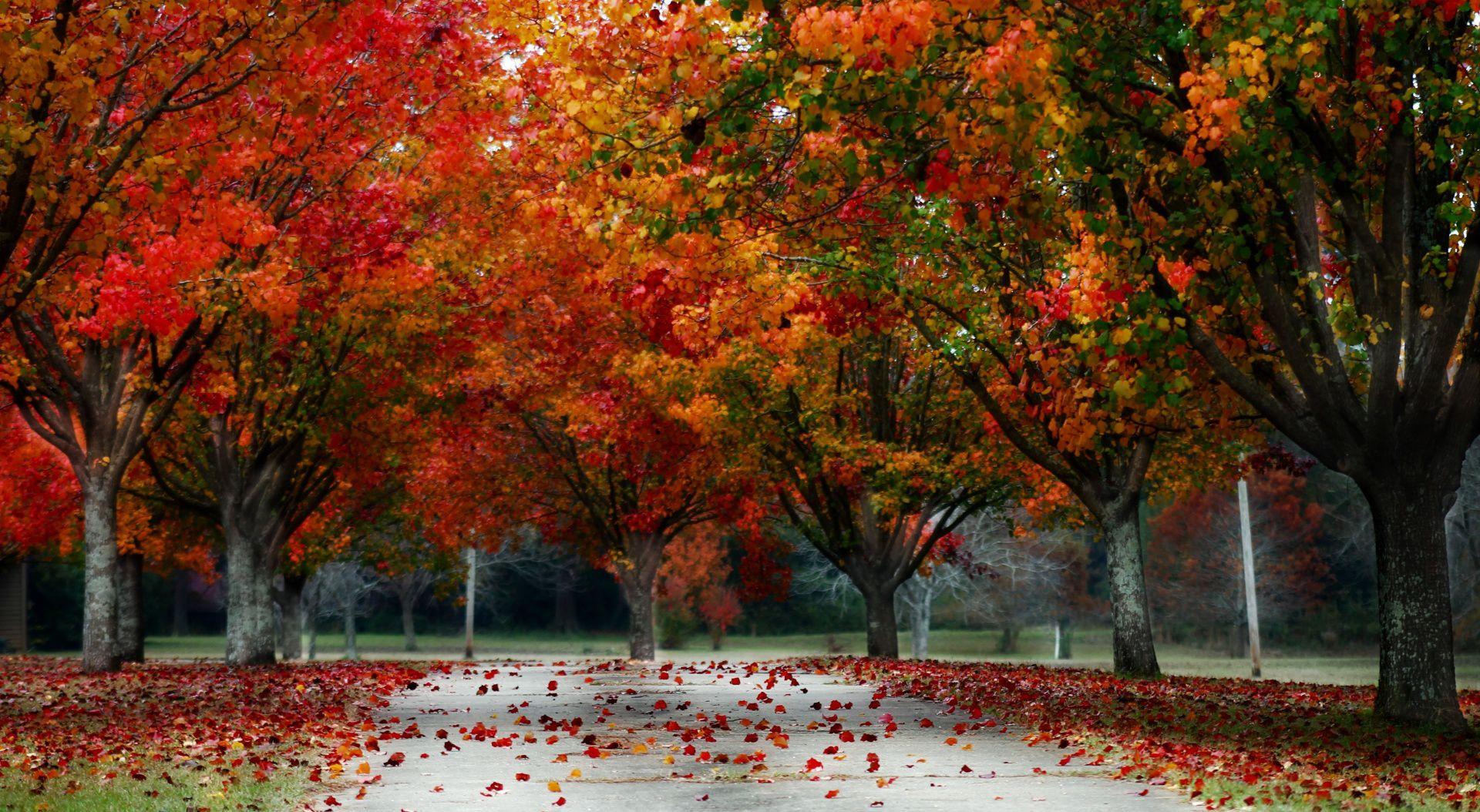 Autumn Landscape Wallpapers - Top Free Autumn Landscape Backgrounds ...