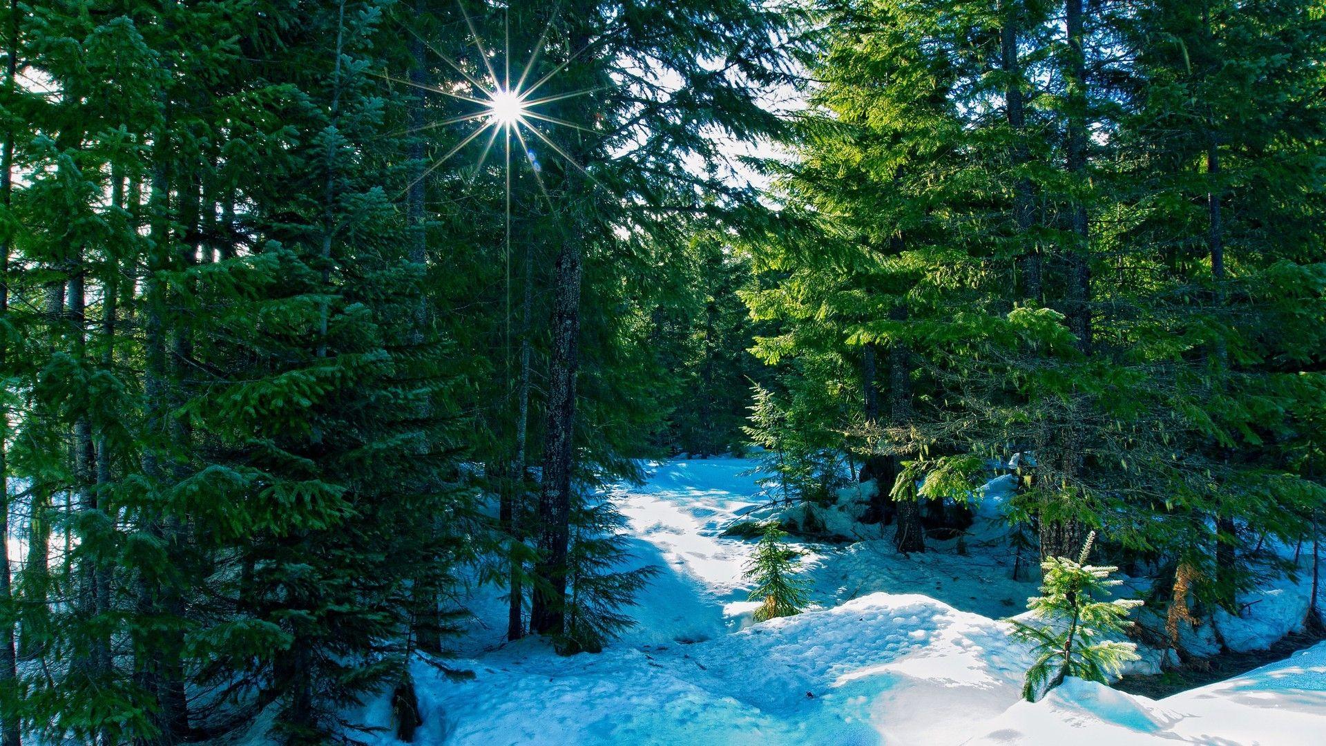 Winter Forest Wallpapers - Top Free Winter Forest Backgrounds ...