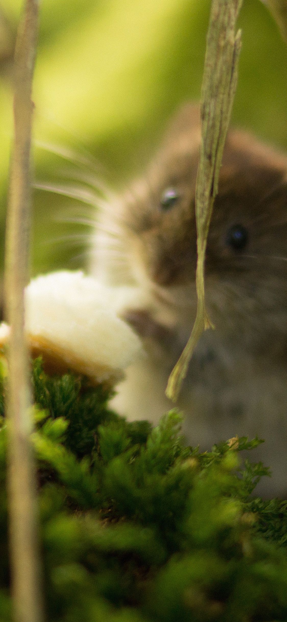 Mouse Animal Wallpapers - Top Free Mouse Animal Backgrounds ...