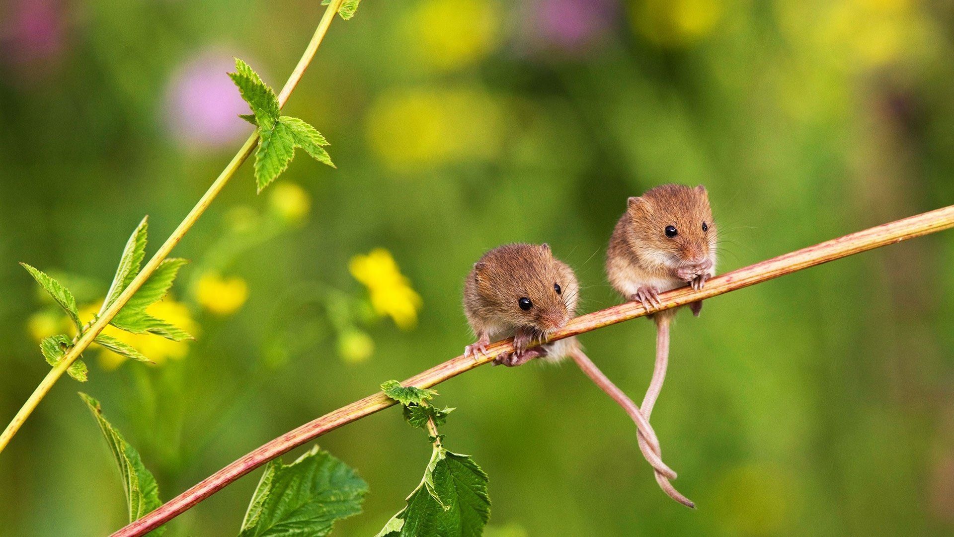 Mouse Animal Wallpapers - Top Free Mouse Animal Backgrounds ...
