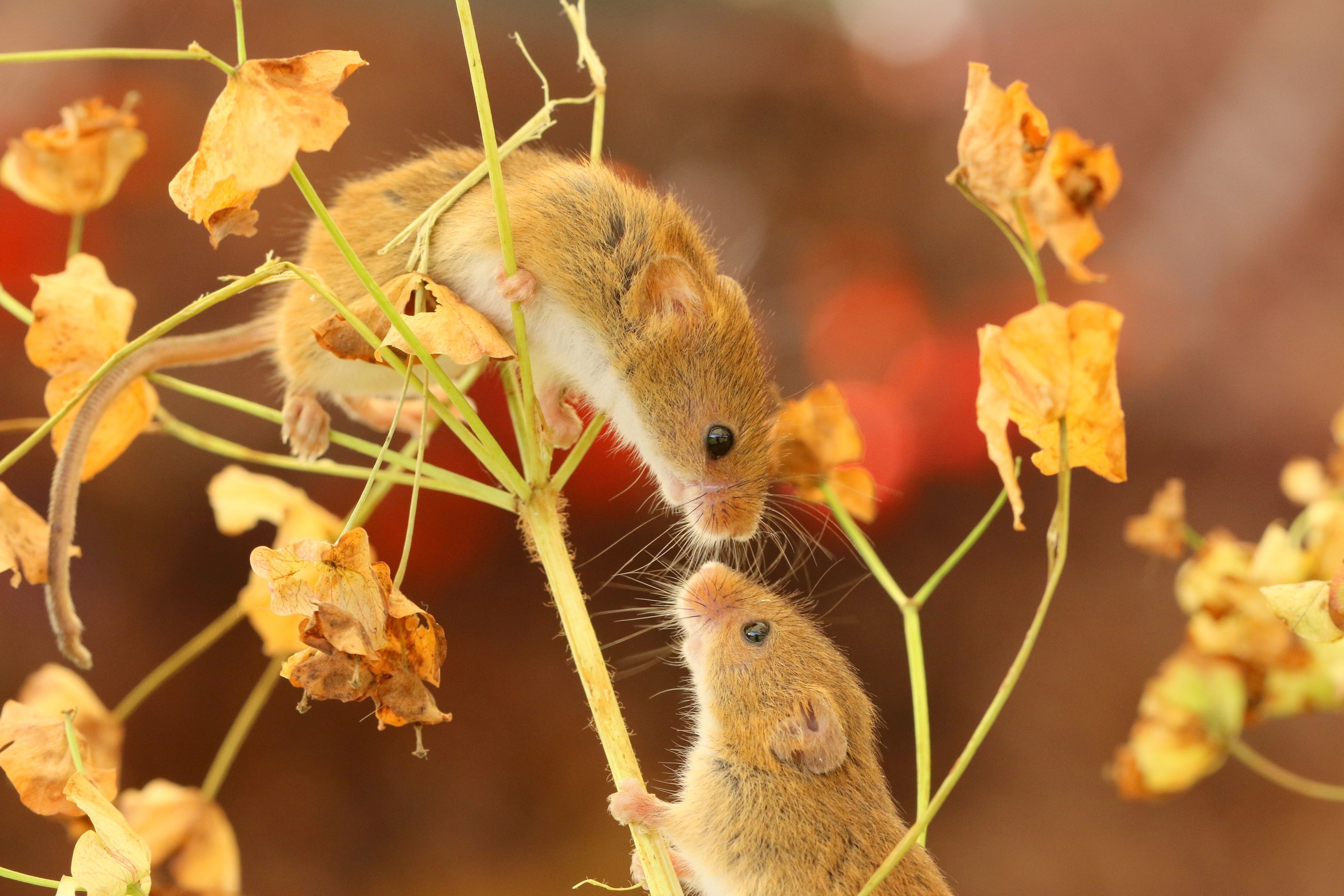 Mouse Animal Wallpapers - Top Free Mouse Animal Backgrounds ...