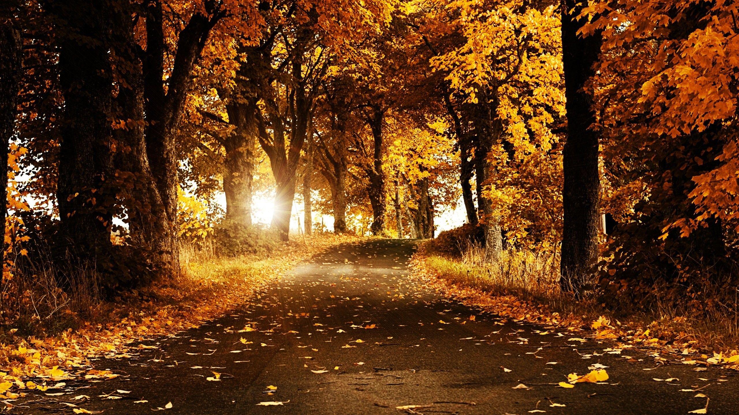 Beautiful Fall Desktop Wallpapers - Top Free Beautiful Fall Desktop ...