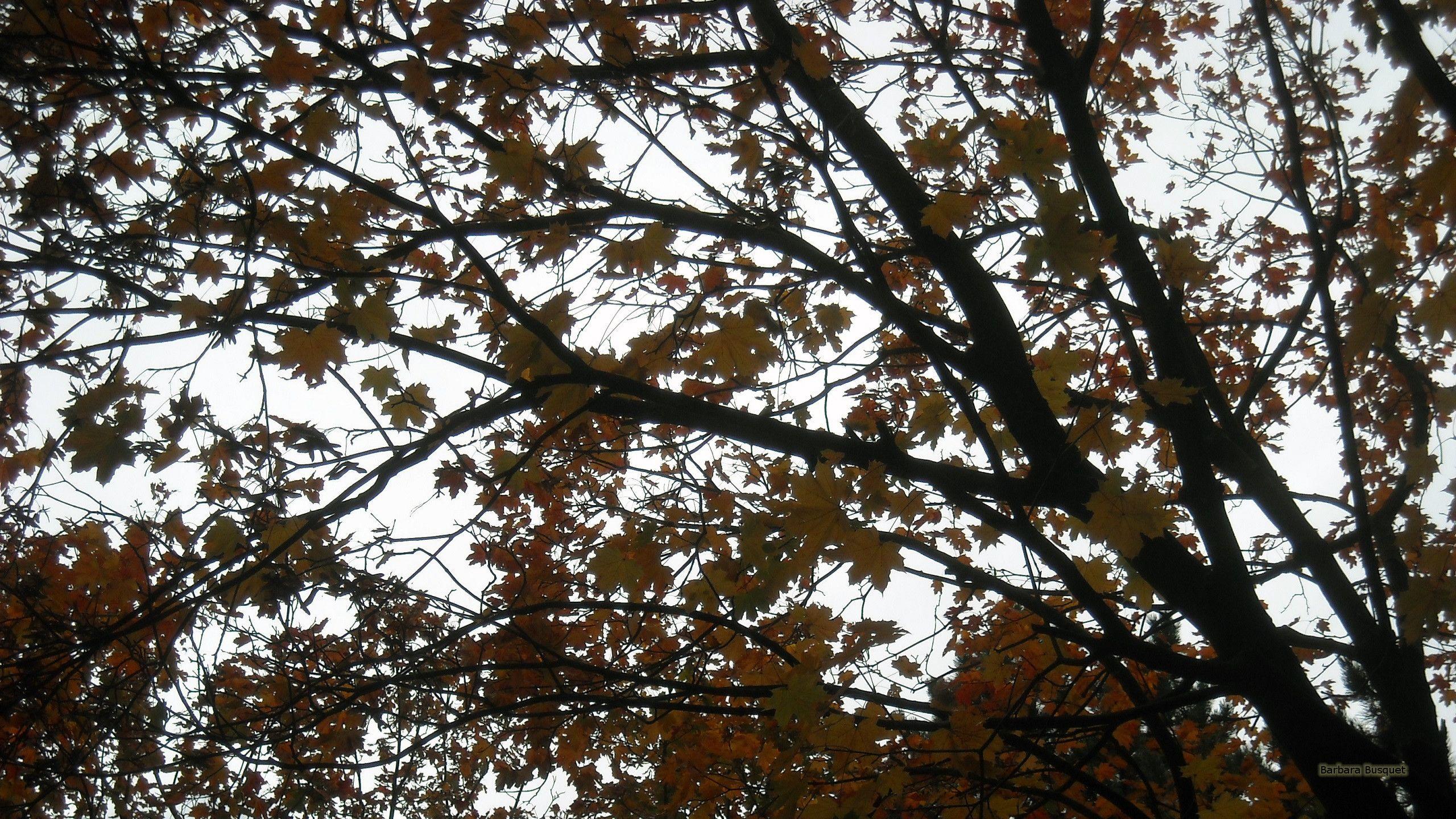 Fall Trees Wallpapers - Top Free Fall Trees Backgrounds - WallpaperAccess