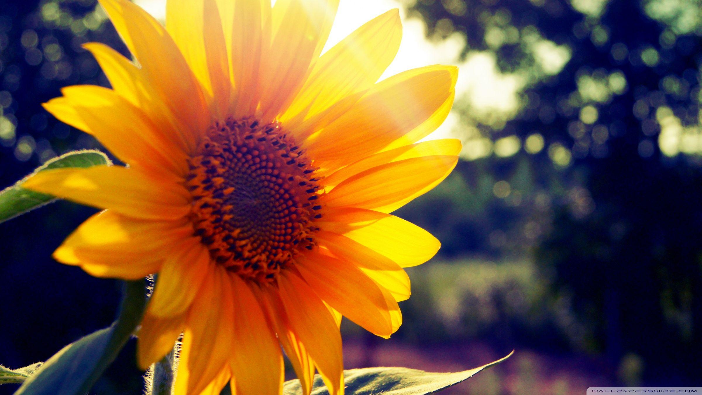 Beautiful Fall Sunflower Wallpapers - Top Free Beautiful Fall Sunflower ...