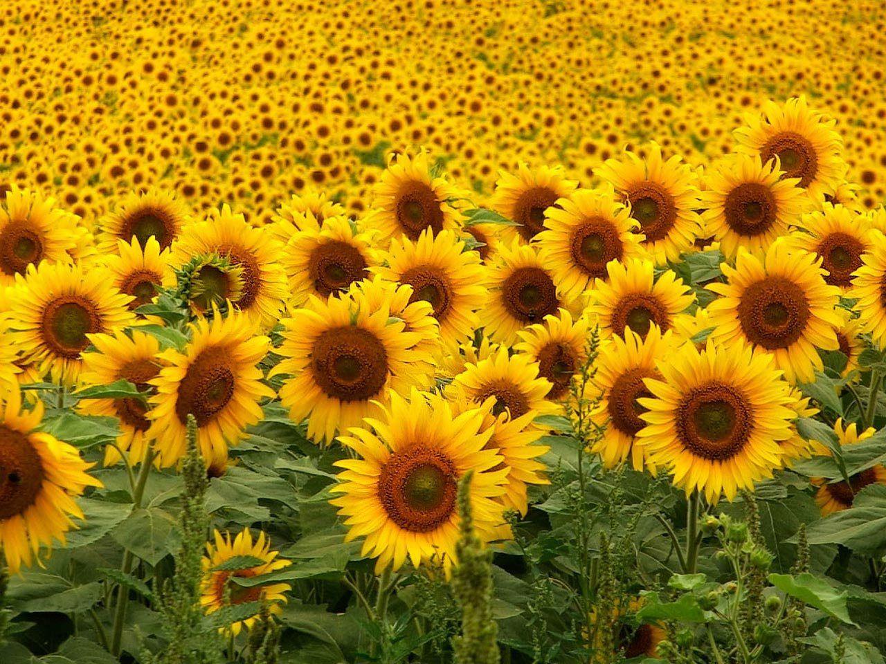 Beautiful Fall Sunflower Wallpapers - Top Free Beautiful Fall Sunflower ...