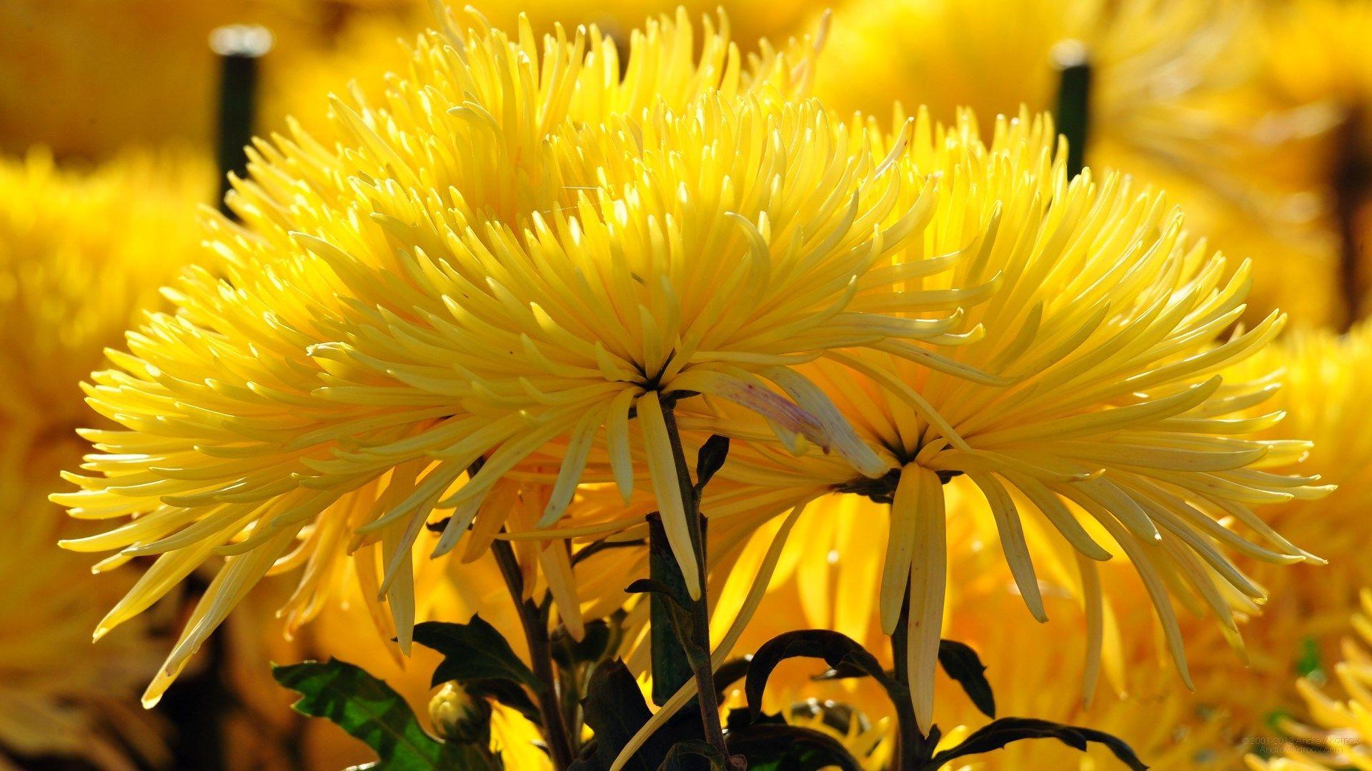 Beautiful Fall Sunflower Wallpapers - Top Free Beautiful Fall Sunflower ...
