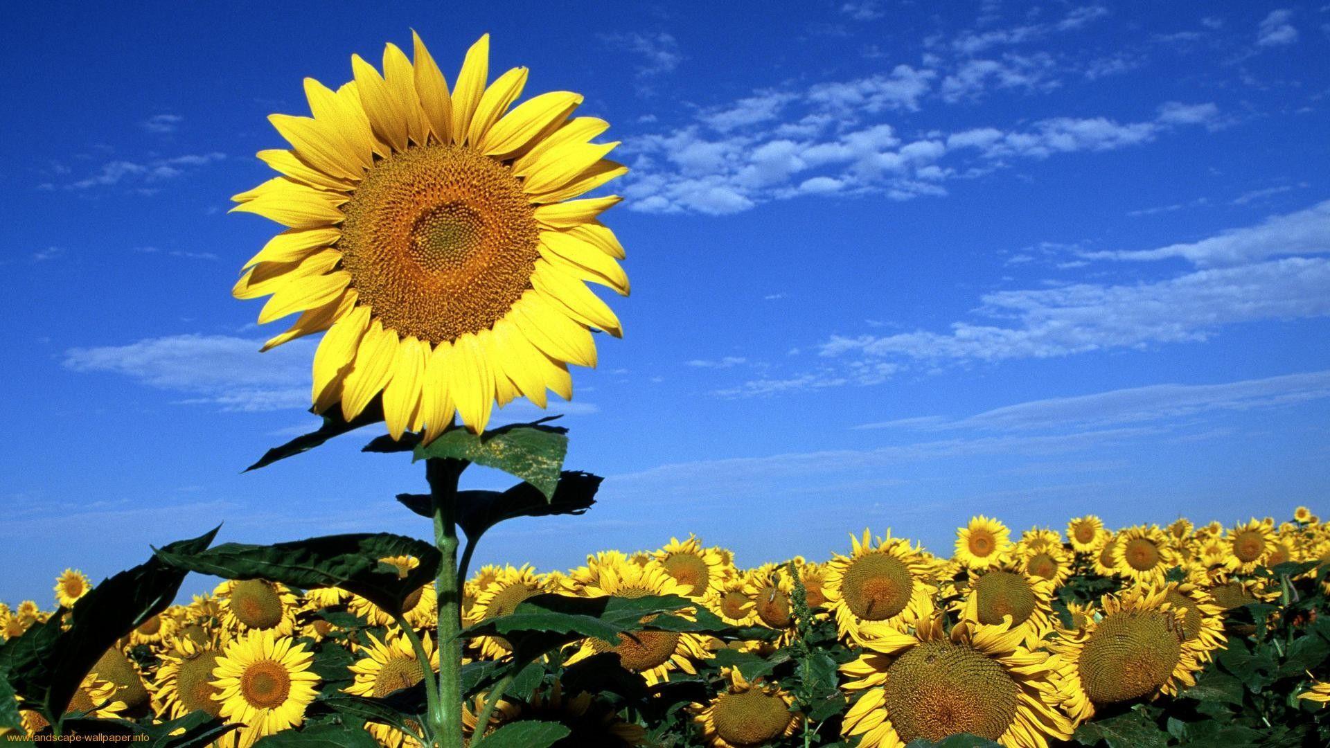 Beautiful Fall Sunflower Wallpapers - Top Free Beautiful Fall Sunflower ...