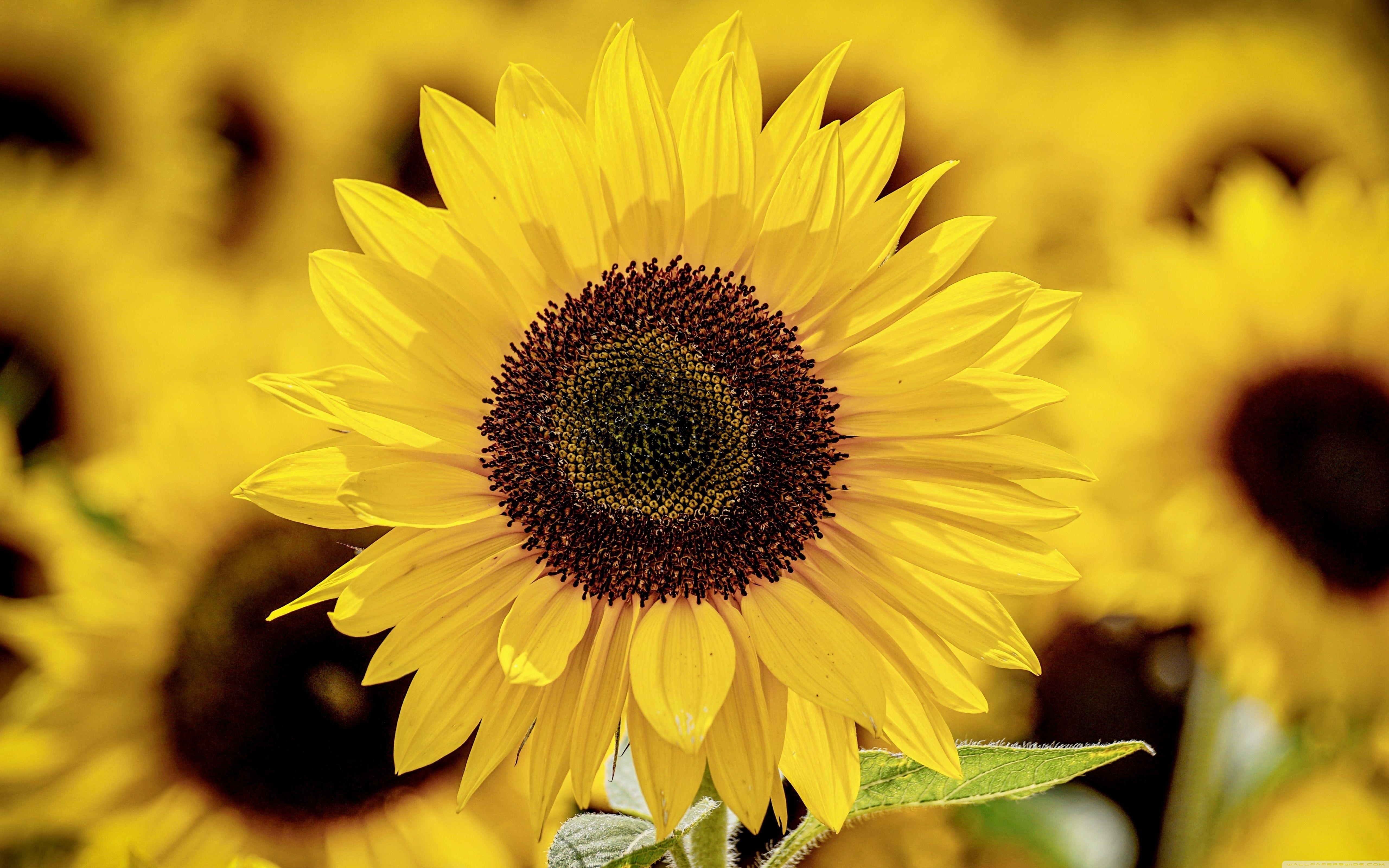 Beautiful Fall Sunflower Wallpapers - Top Free Beautiful Fall Sunflower ...